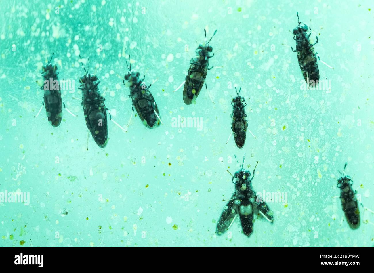 Northern Europe's largest insect factory - Enorm Biofactory, which will ...