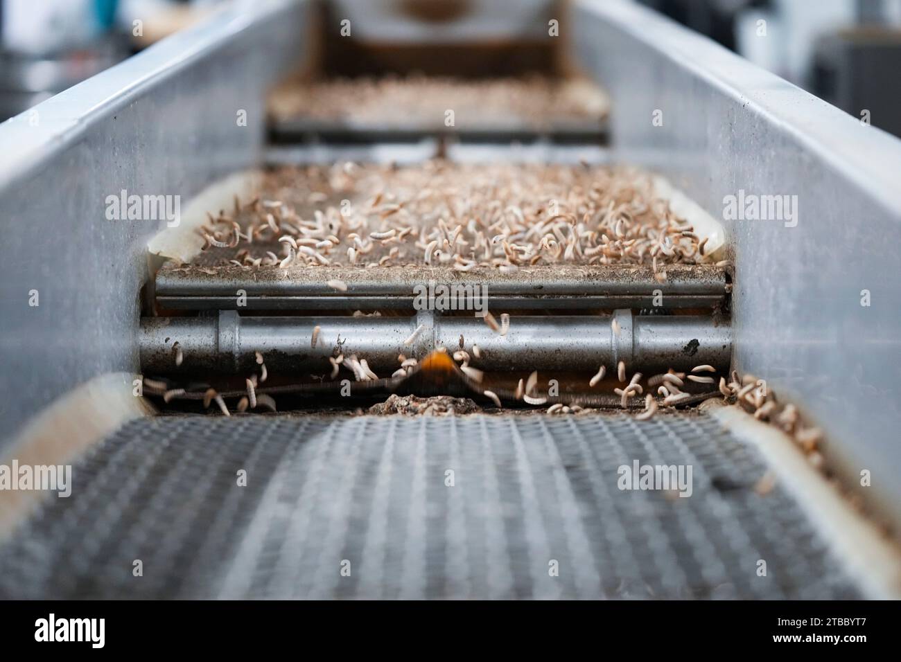 Northern Europe's largest insect factory - Enorm Biofactory, which will ...