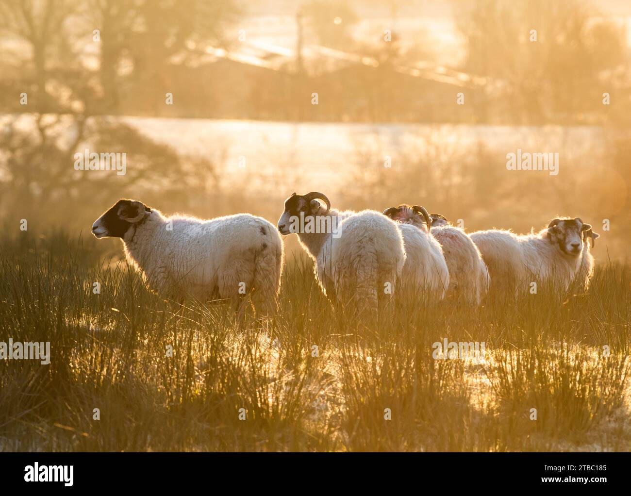 December lancashire winter landscape hi-res stock photography and ...