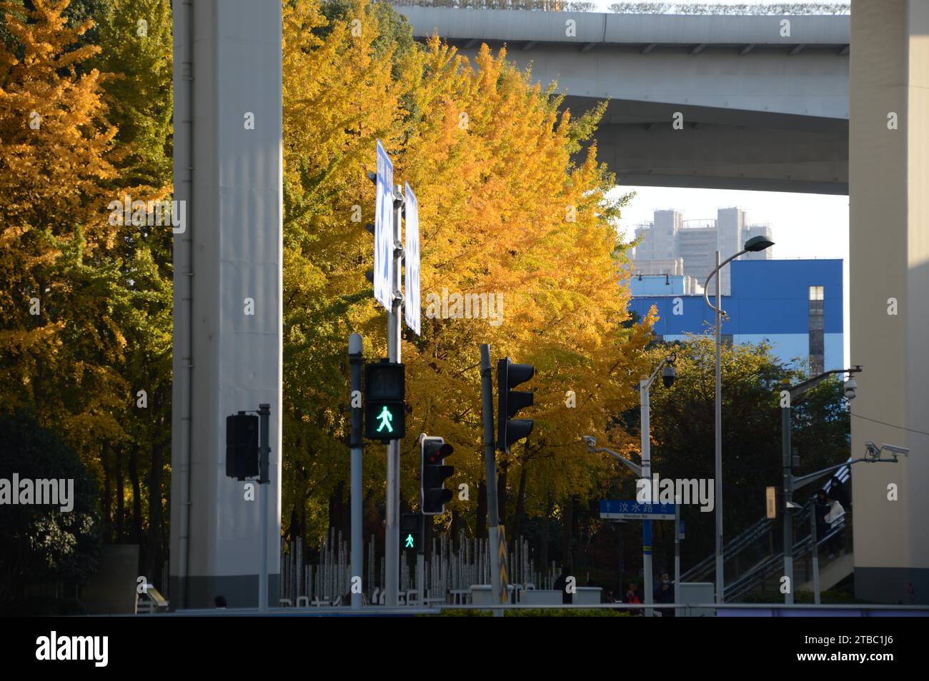 Ginkgo trees enter the best viewing season in Shanghai, China, 2 ...