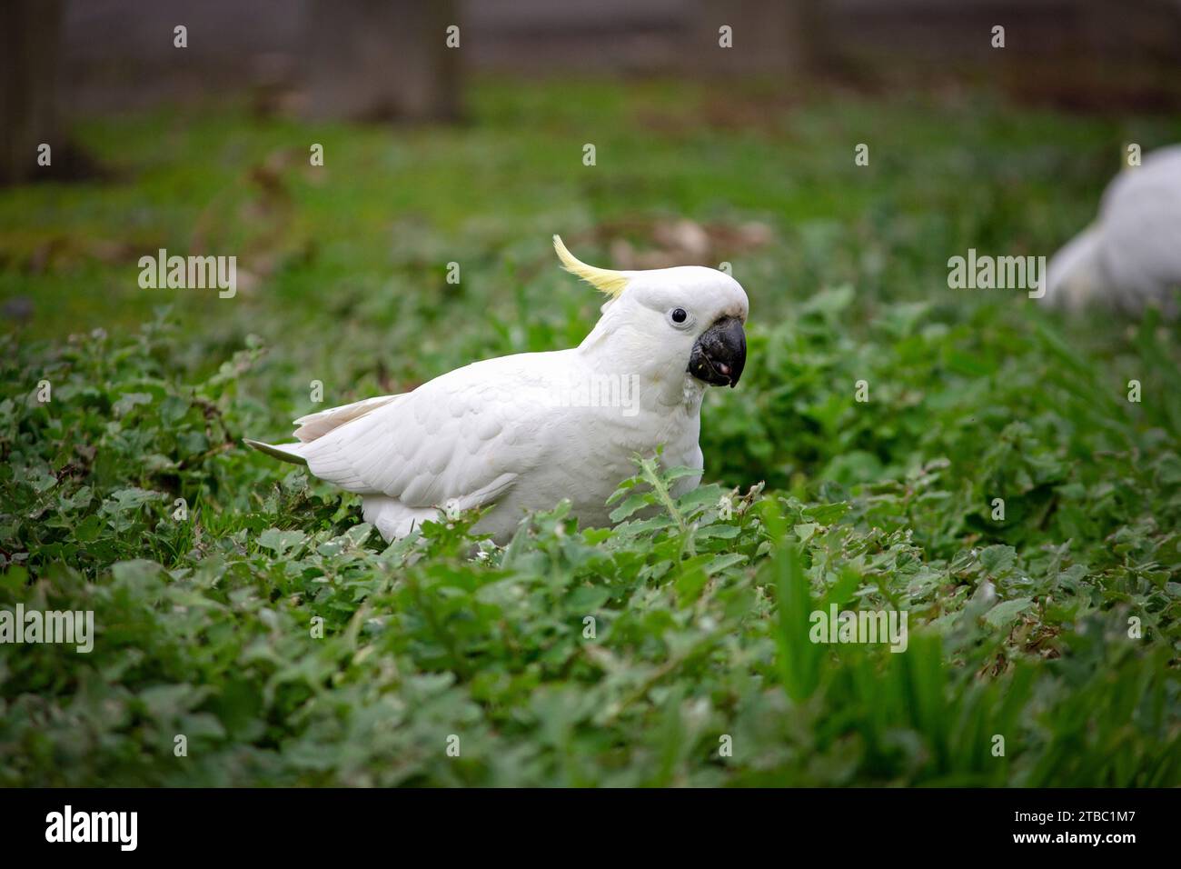 Chatgpt cockatoo parrot hi-res stock photography and images - Alamy