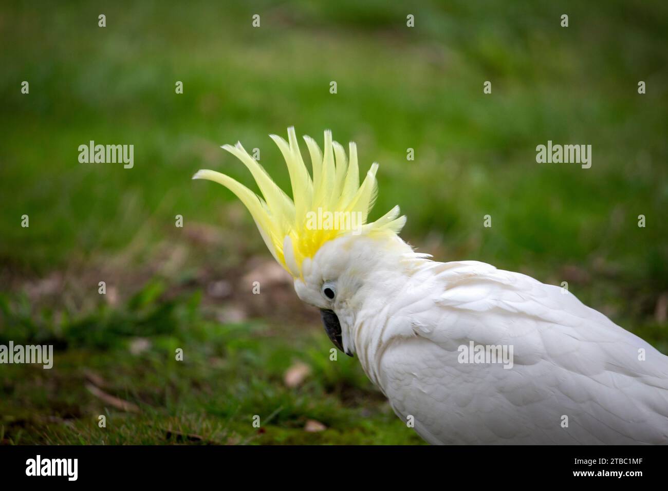 "Exotic Cockatoo kisses and carefree days in the heart of nature ...