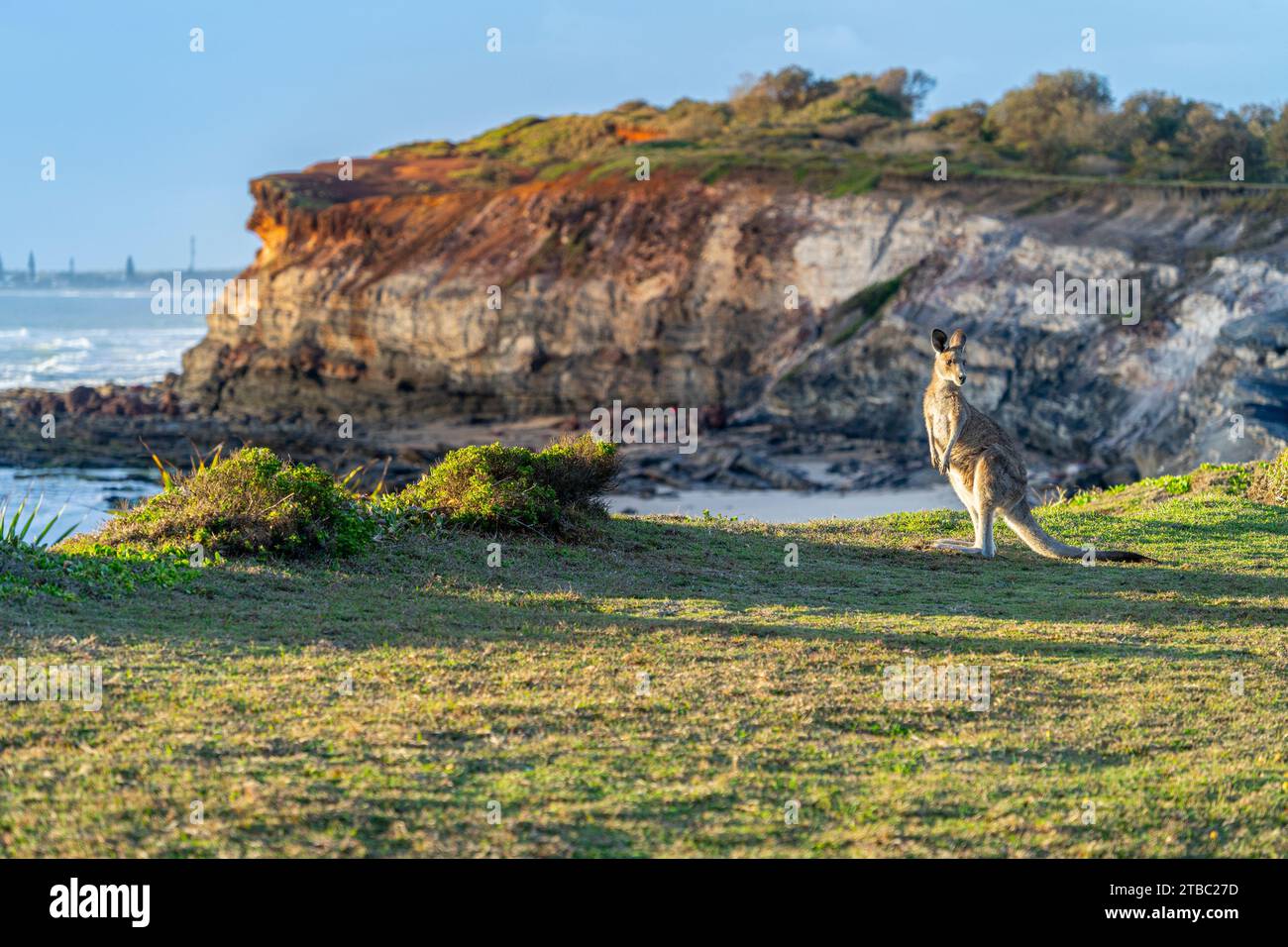 Eastern grey kangaroo (Macropus giganteus) on grassy cliff top with Red ...