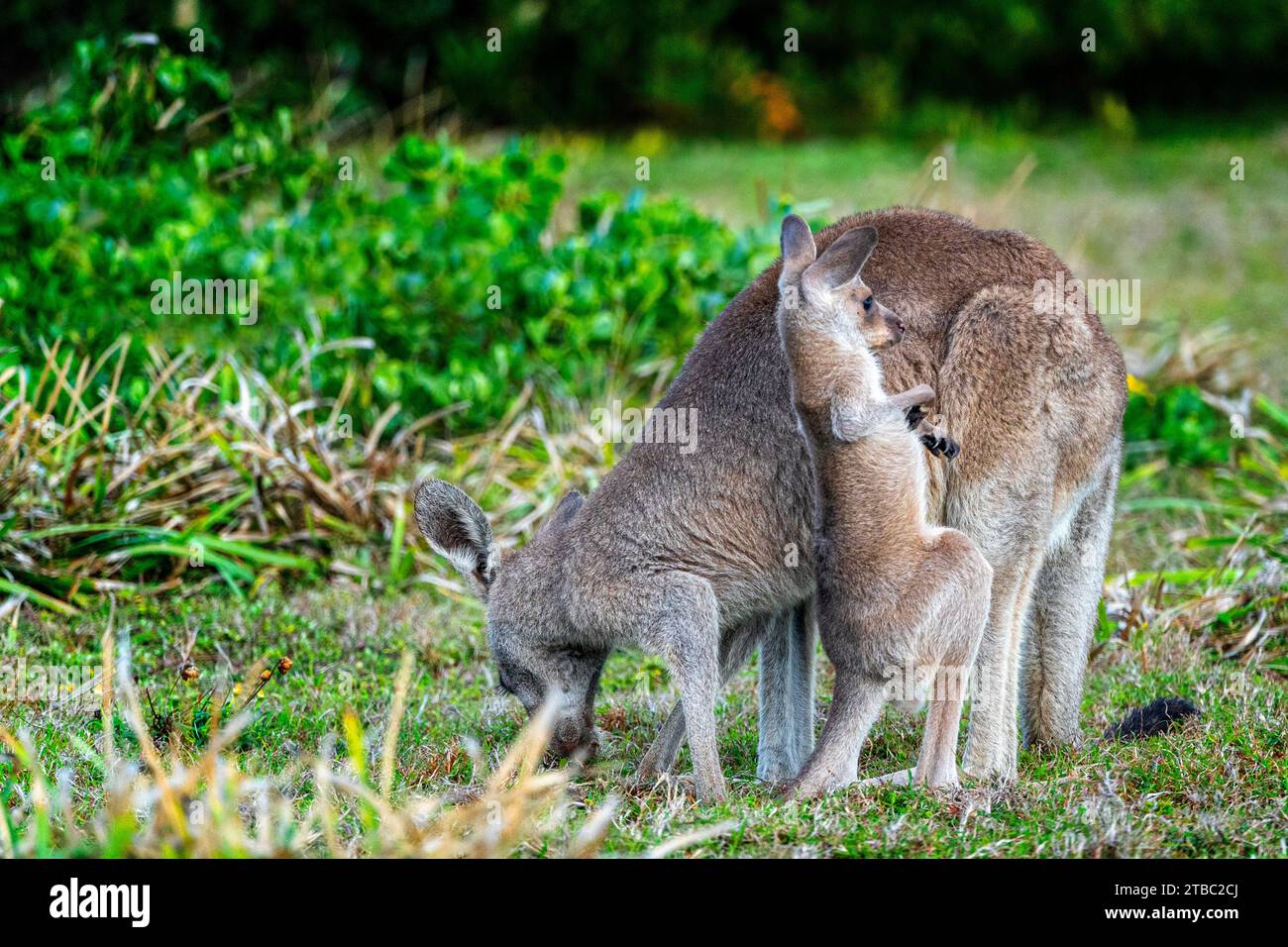 Female eastern grey kangaroo (Macropus giganteus) with joey out of pouch, Yuraygir National Park ...