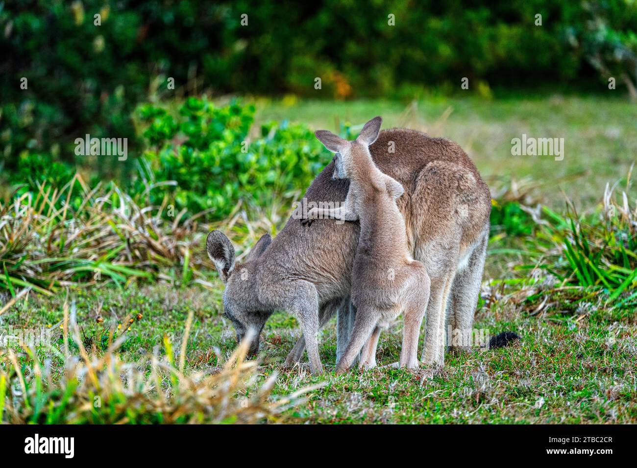 Female eastern grey kangaroo (Macropus giganteus) with joey out of pouch, Yuraygir National Park ...