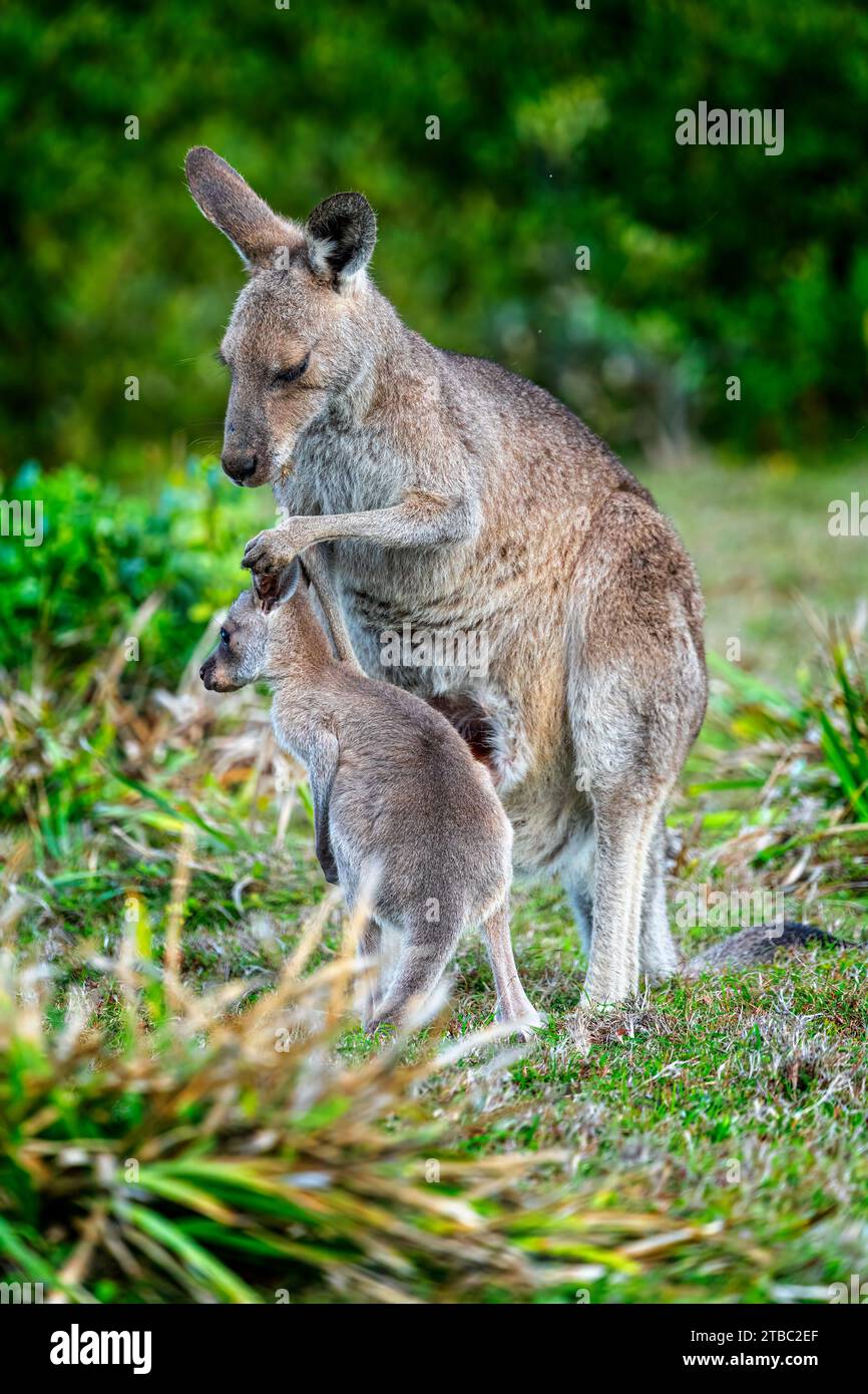 Female eastern grey kangaroo (Macropus giganteus) with joey out of pouch, Yuraygir National Park ...