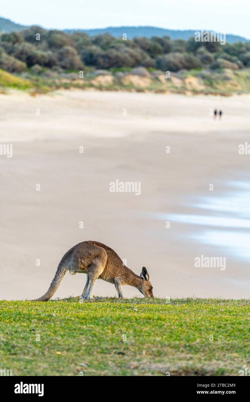 Eastern grey kangaroo (Macropus giganteus) on grassy cliff top with ...