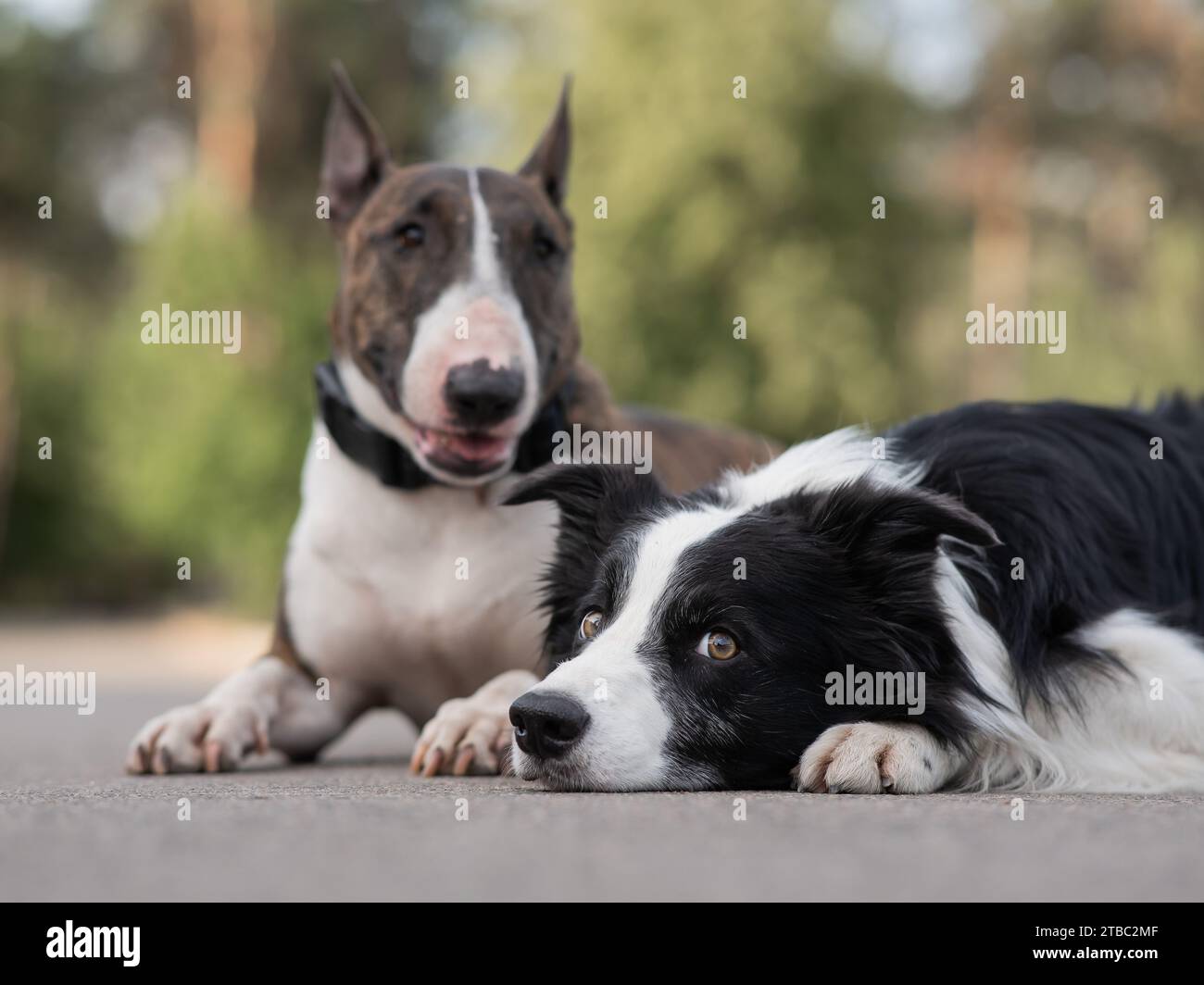 Black and white border collie and brindle bull terrier lie side by side ...