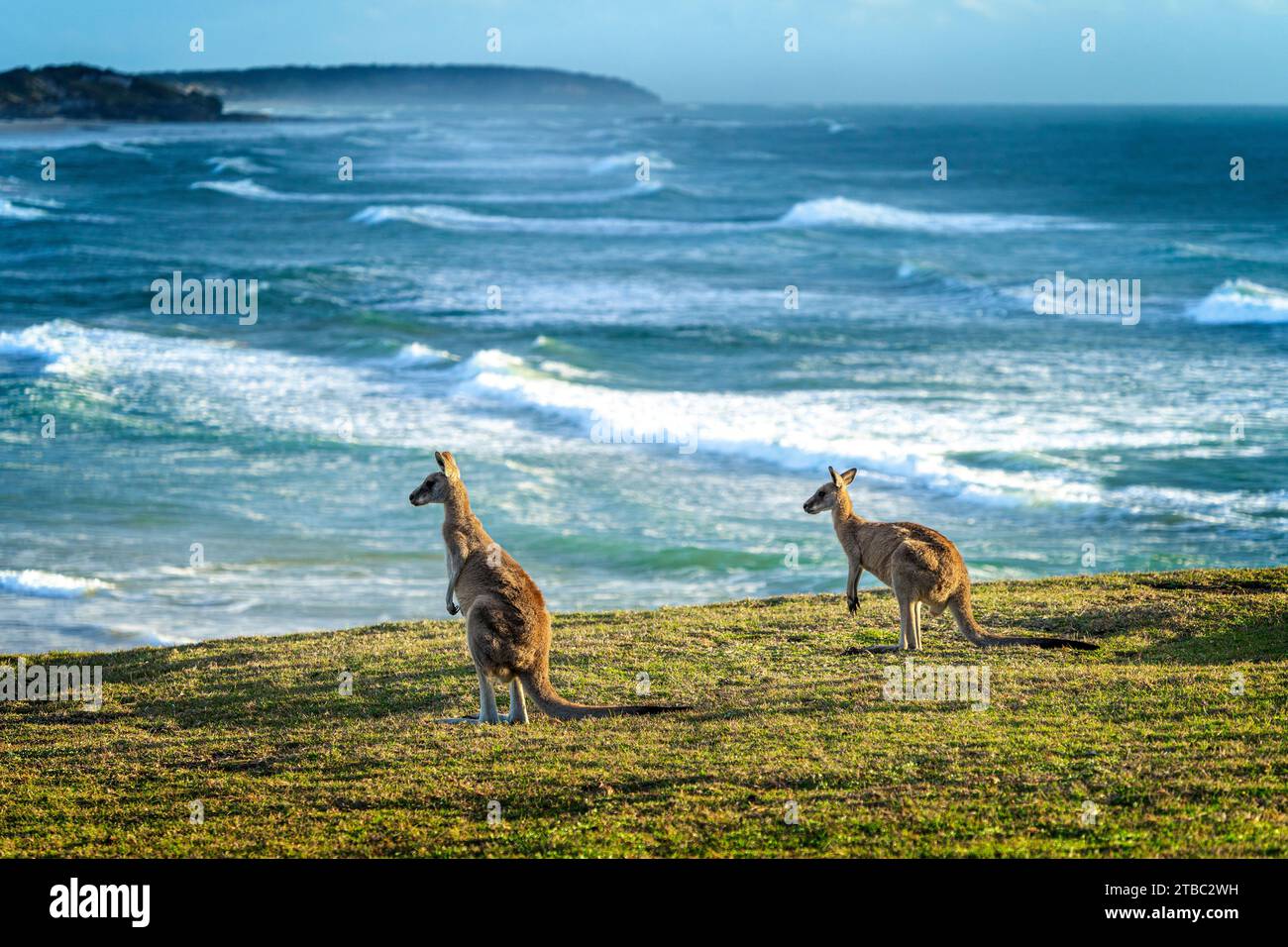 Two eastern grey kangaroo (Macropus giganteus) on grassy cliff top with ...