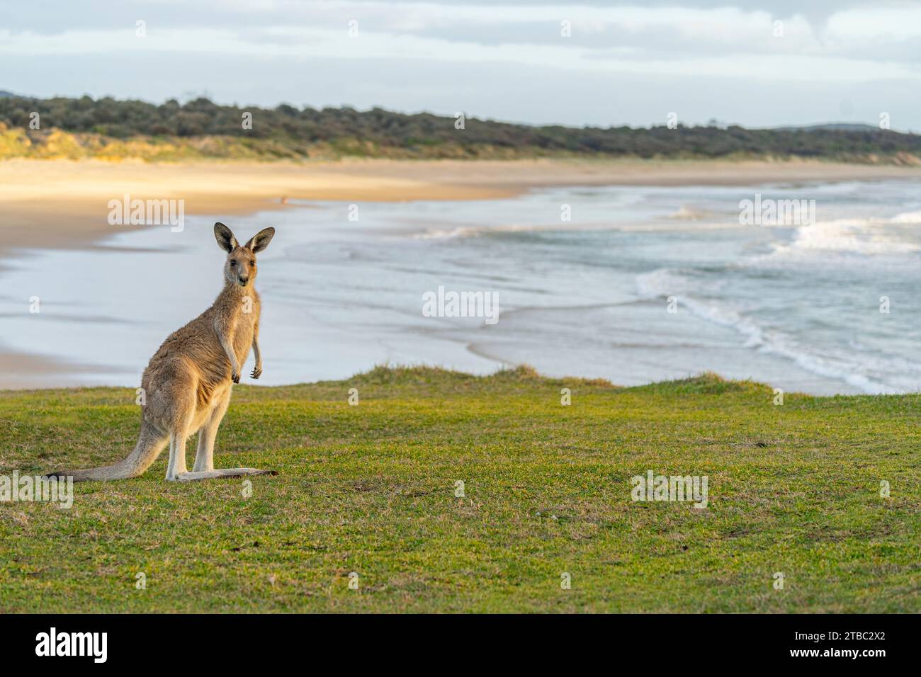 Eastern grey kangaroo (Macropus giganteus) on grassy cliff top with ...