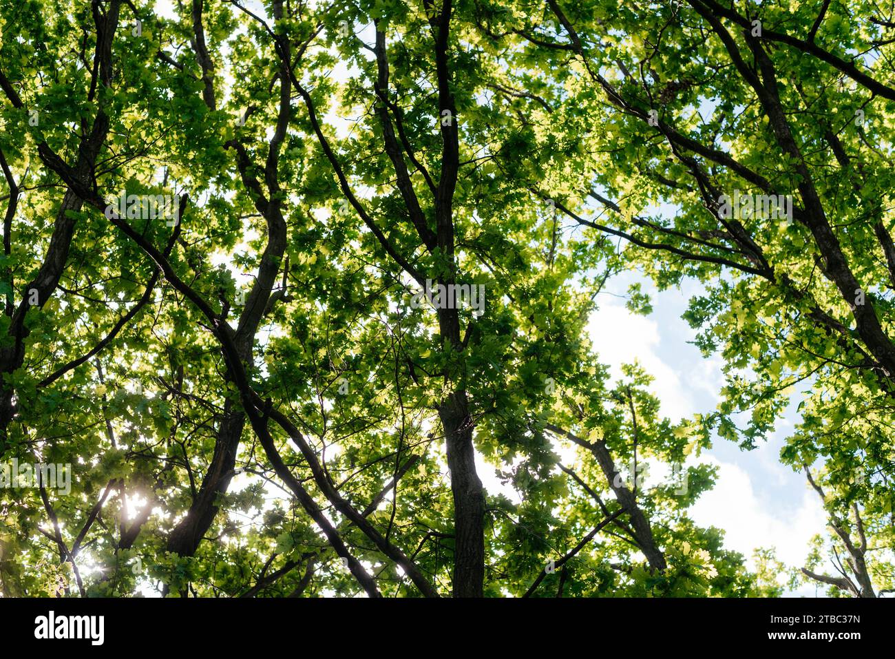 Wide crown of branches hi-res stock photography and images - Alamy