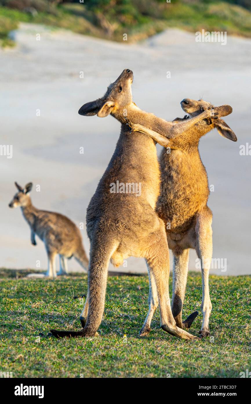 Two juvenile male eastern grey kangaroos playfighting on hilltop ...