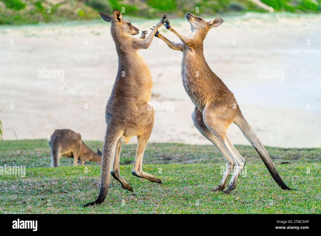 Two juvenile male eastern grey kangaroos playfighting on hilltop ...