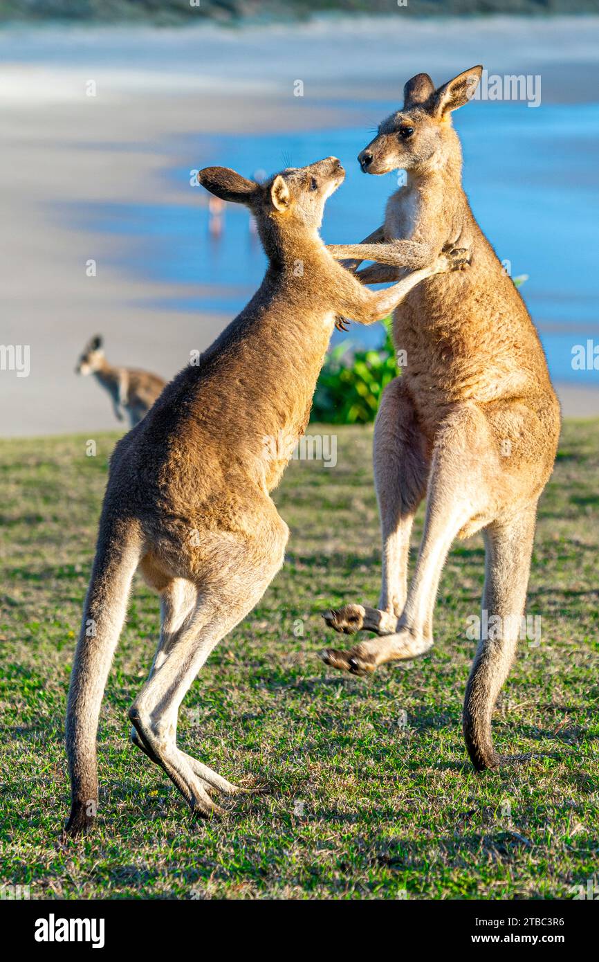 Two juvenile male eastern grey kangaroos playfighting on hilltop ...