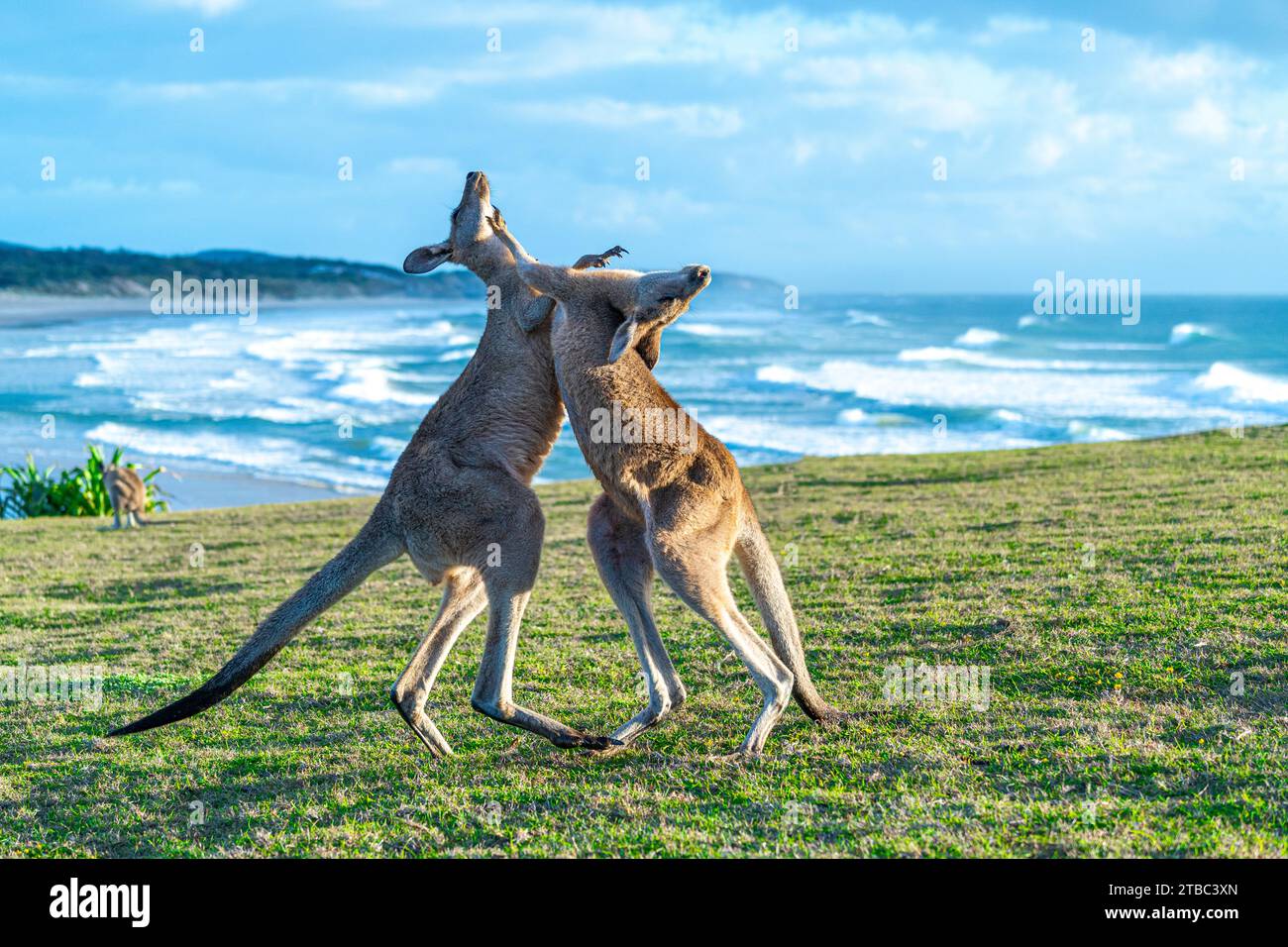 Two juvenile male eastern grey kangaroos playfighting on hilltop ...