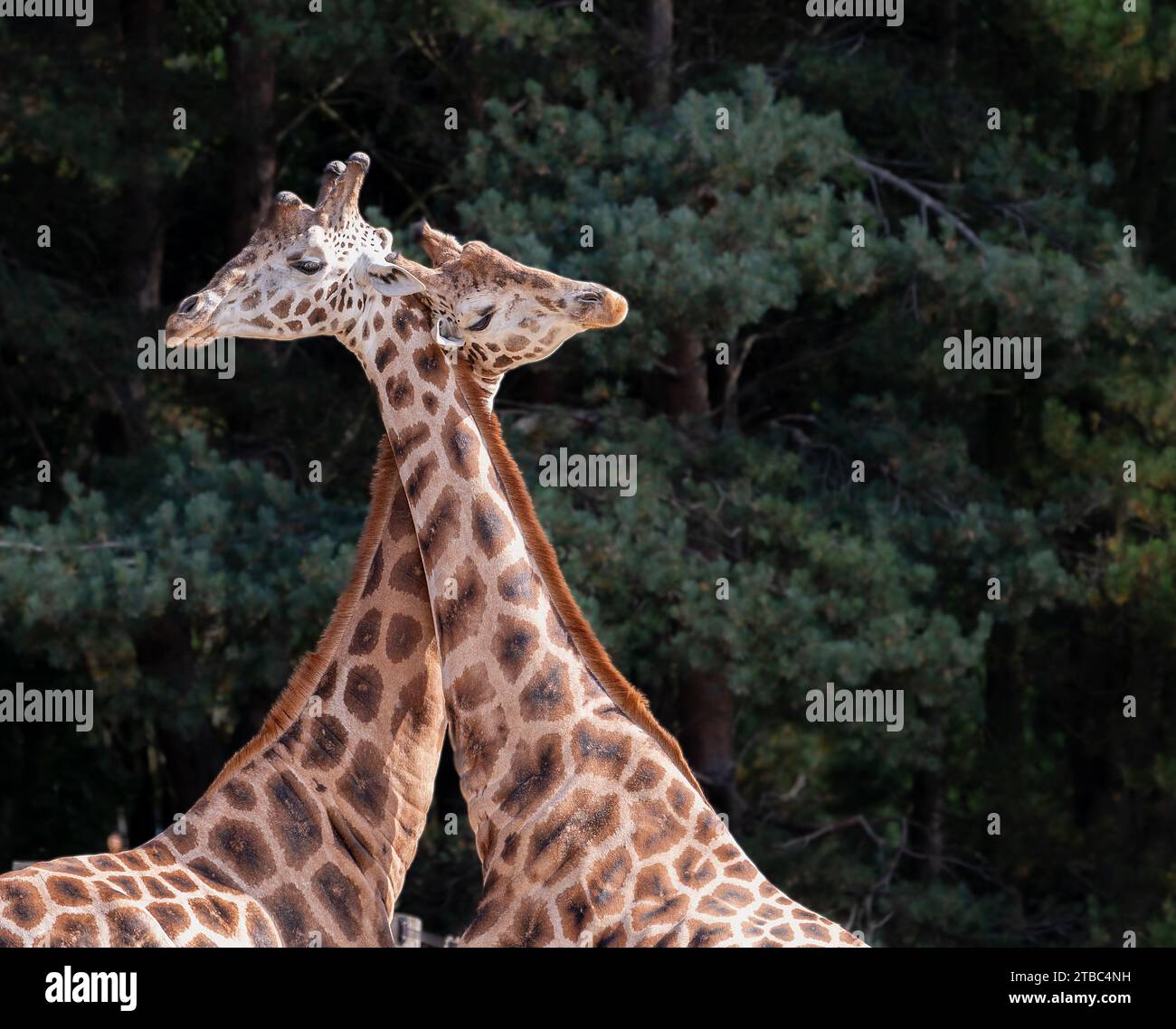 Giraffe rubbing necks hi-res stock photography and images - Alamy