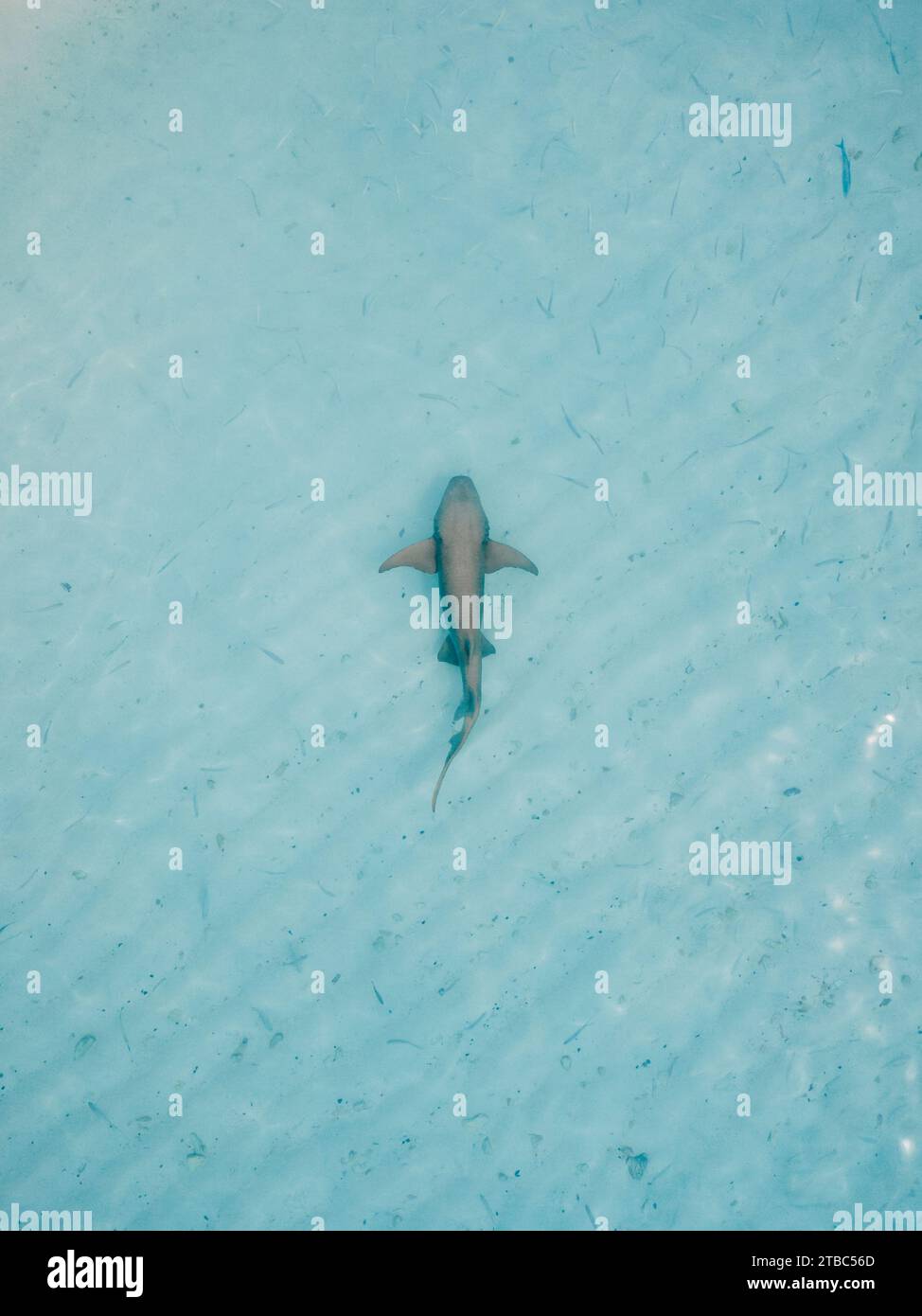 Aerial view tropical waters shallow hi-res stock photography and images ...