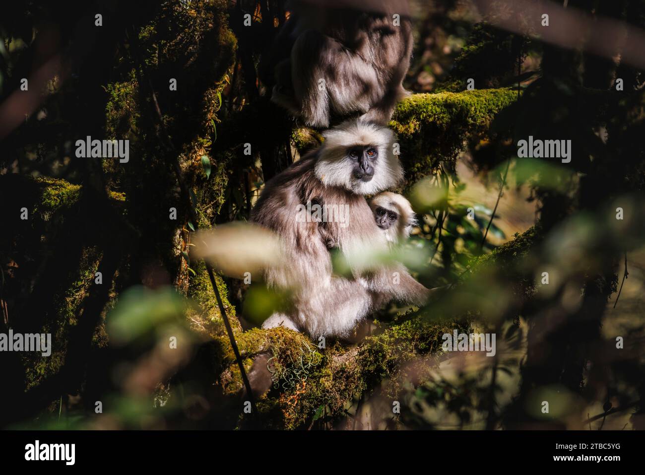 Grey langur monkey (Semnopithecus entellus) mother and baby cuddling in ...