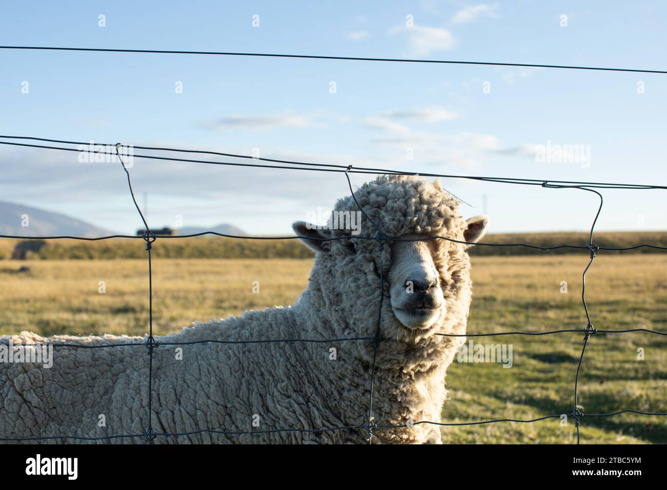 New zealand flock sheep sunset hi-res stock photography and images - Alamy
