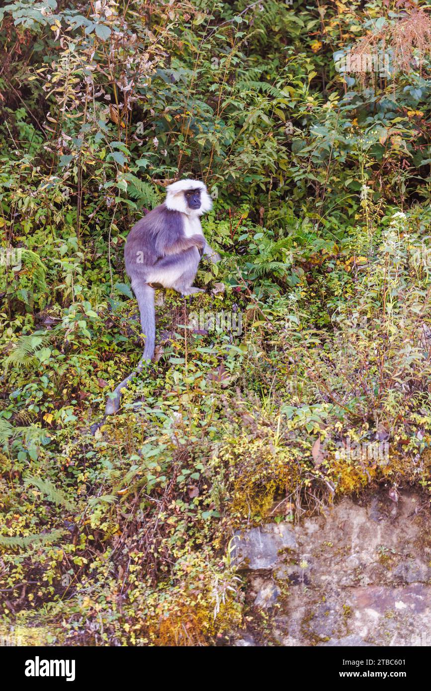 Grey langur monkey (Semnopithecus entellus), subspecies Hanuman or ...