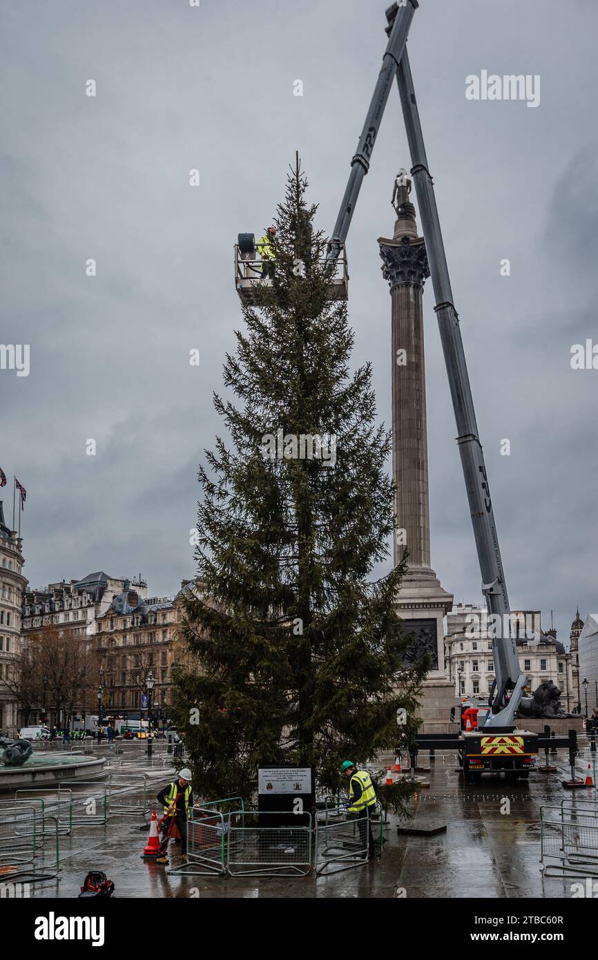 The christmas tree from Norway receives treatment before the ...