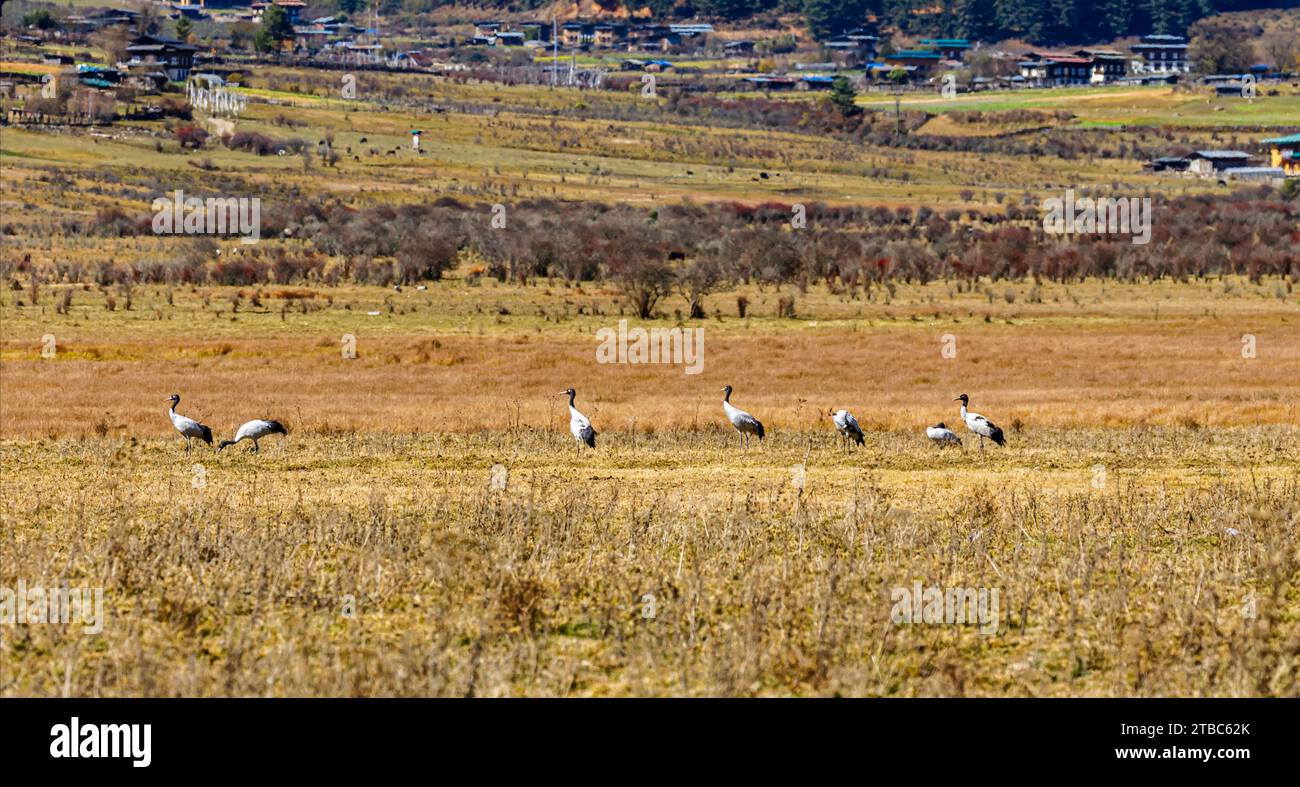 Black-necked cranes (Grus nigricollis) in Phobjikha Valley in the ...