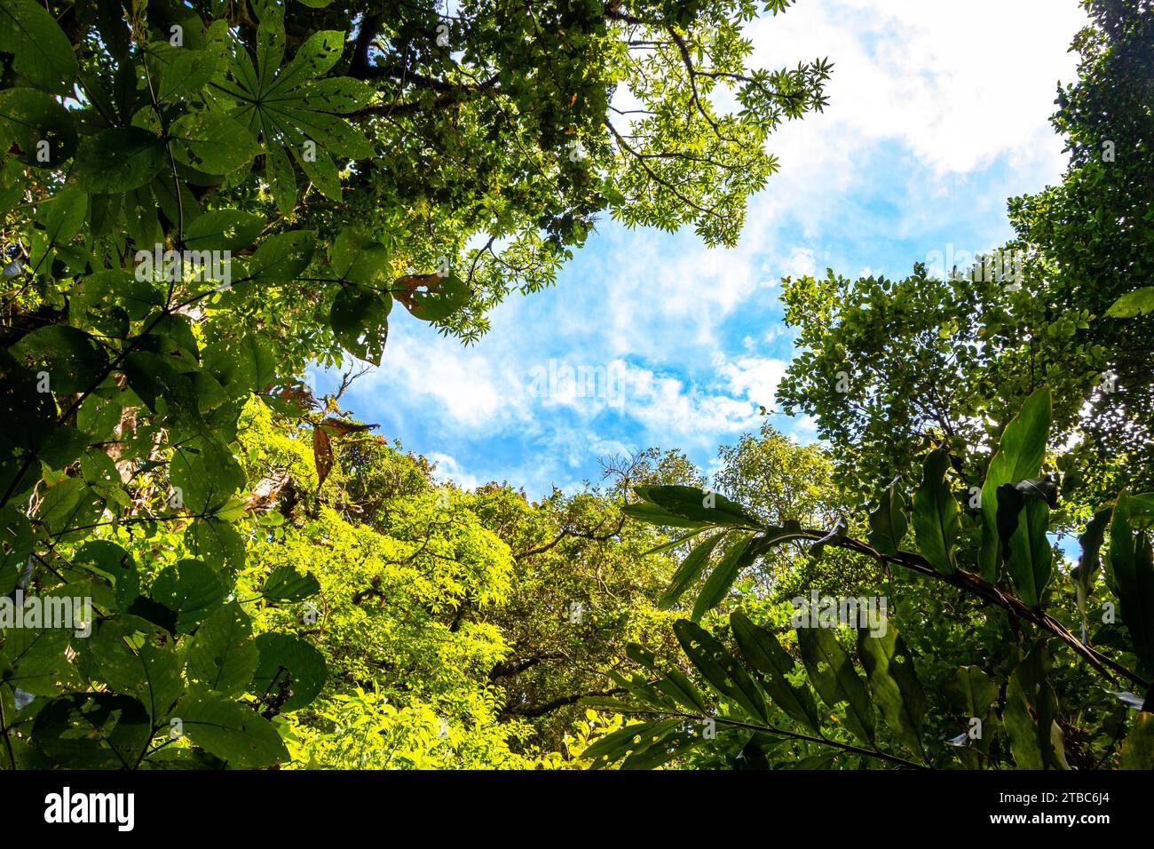 Magical forest with forest path hiking trail and tall gigantic plants ...