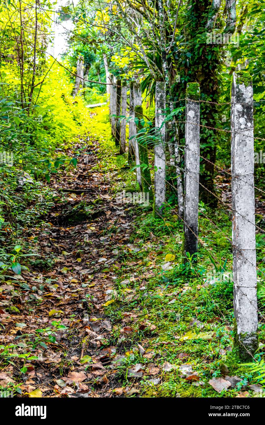 Magical forest with forest path hiking trail and tall gigantic plants ...