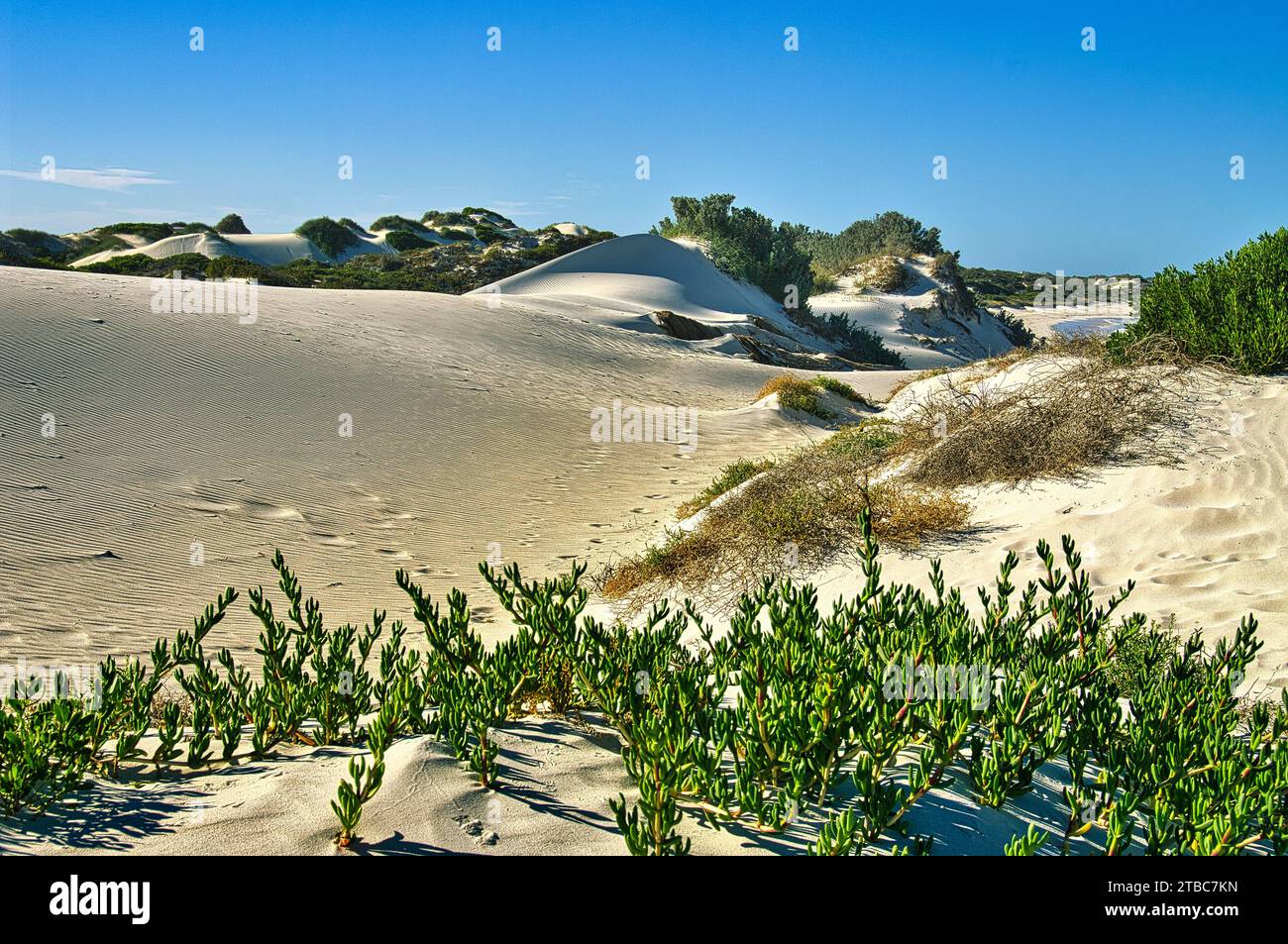 Shifting white sand dunes with typical dune vegetation at Jurien Bay ...