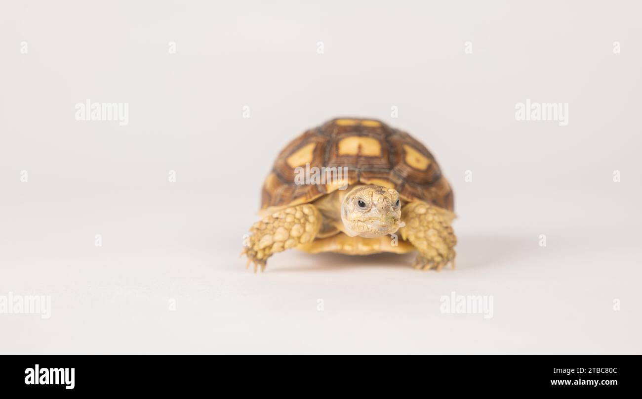 An isolated portrait of the sulcata tortoise, an African reptile known ...
