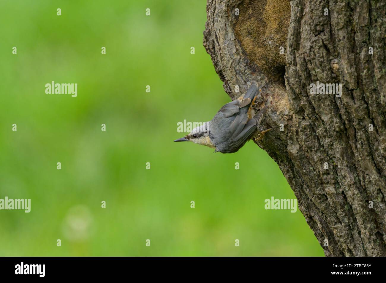 A Eurasian Nuthatch sitting on a tree in front of nest, cloudy morning ...