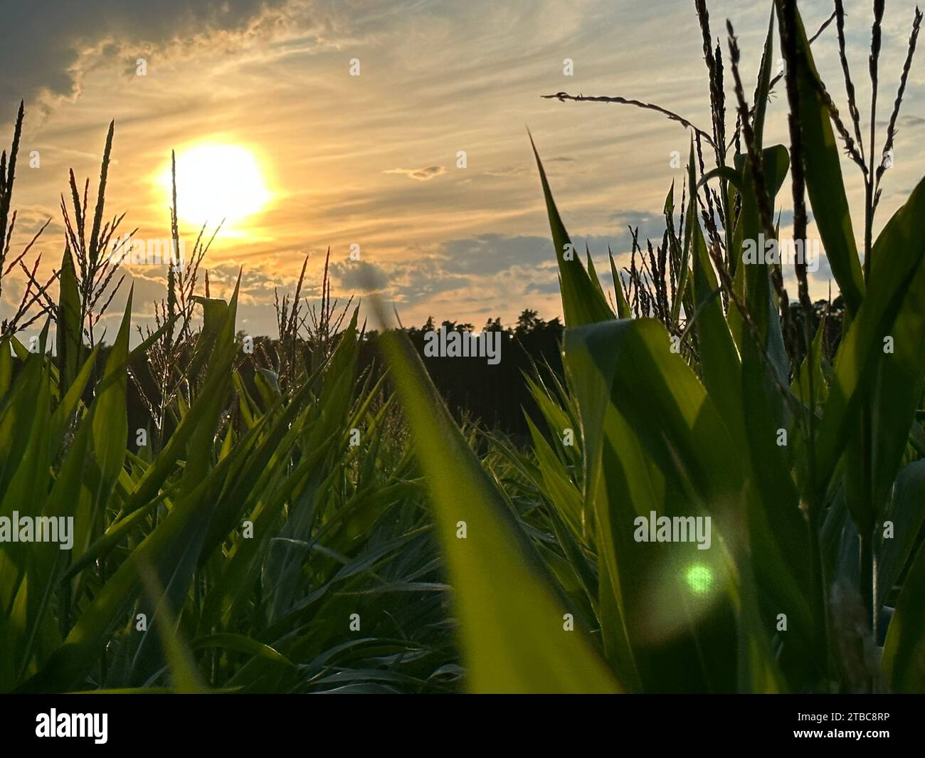 In the front there is a captured grass and in the background the rising ...