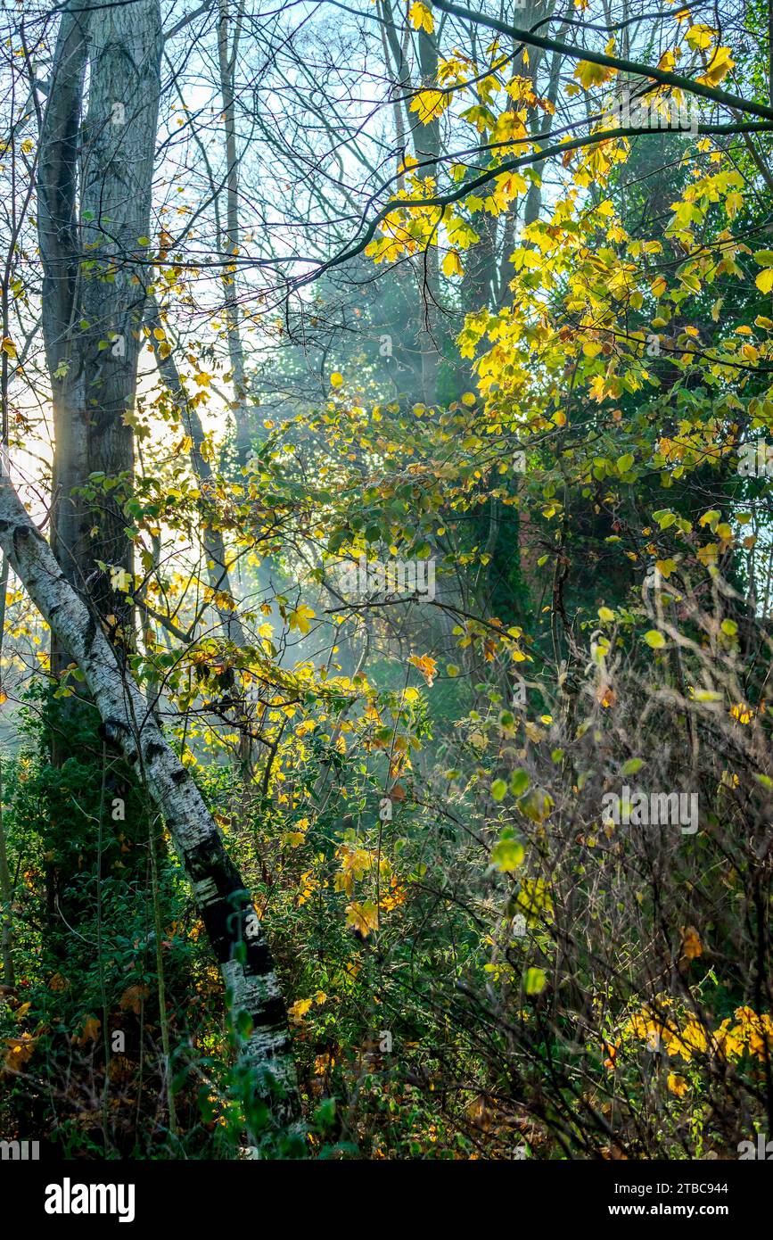 Streaming leaves hi-res stock photography and images - Alamy