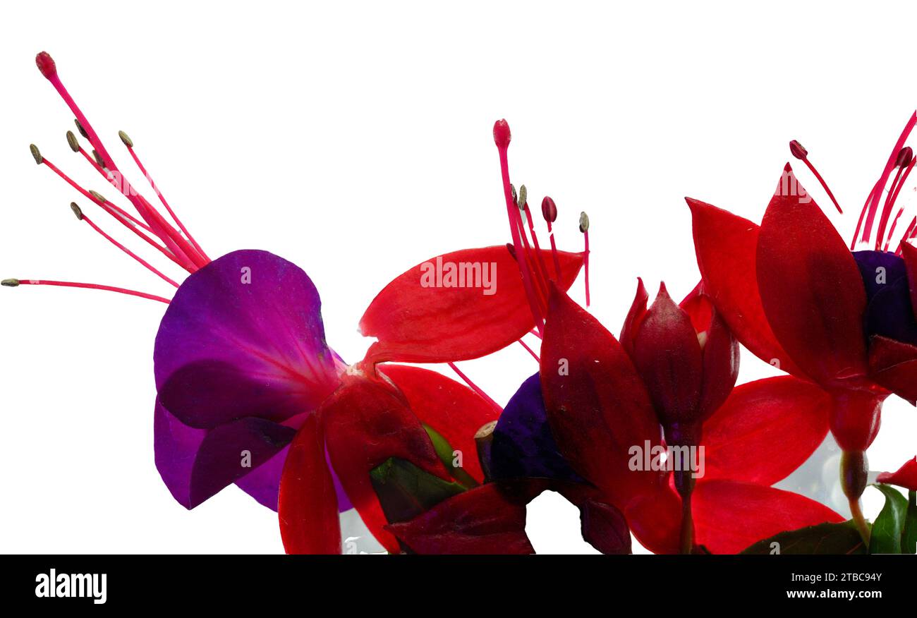 Objects Things Different Isolated Against White Background Stock Photo ...