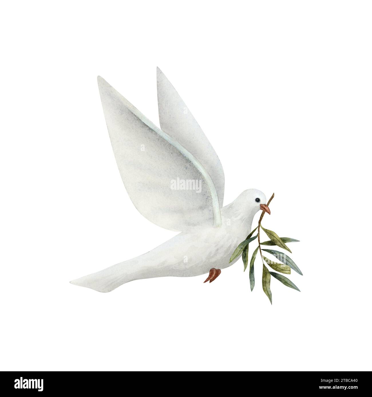Dove of Peace with olive tree twig watercolor illustration. White ...
