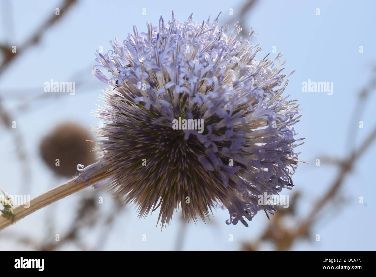Blue Echinops Plant Stock Photo - Alamy