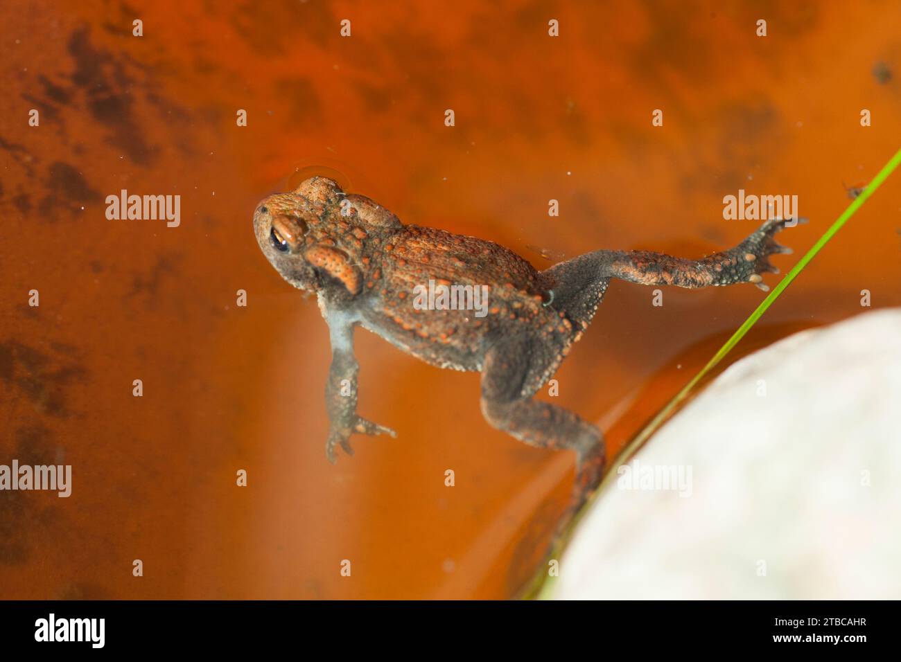 Common garden toad hi-res stock photography and images - Alamy