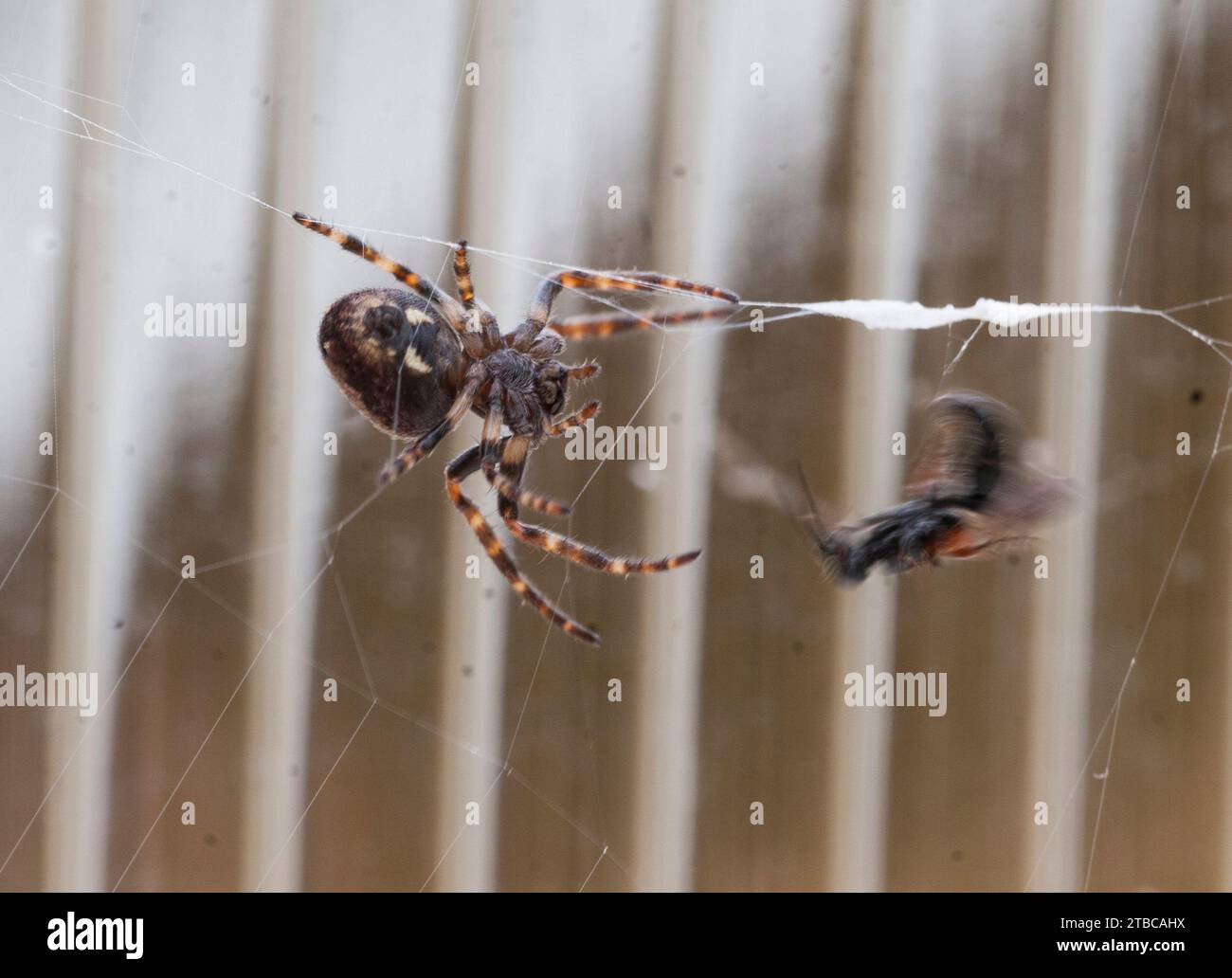 NUCTENEA UMBRATICA the walnut orb-weaver spider Stock Photo - Alamy