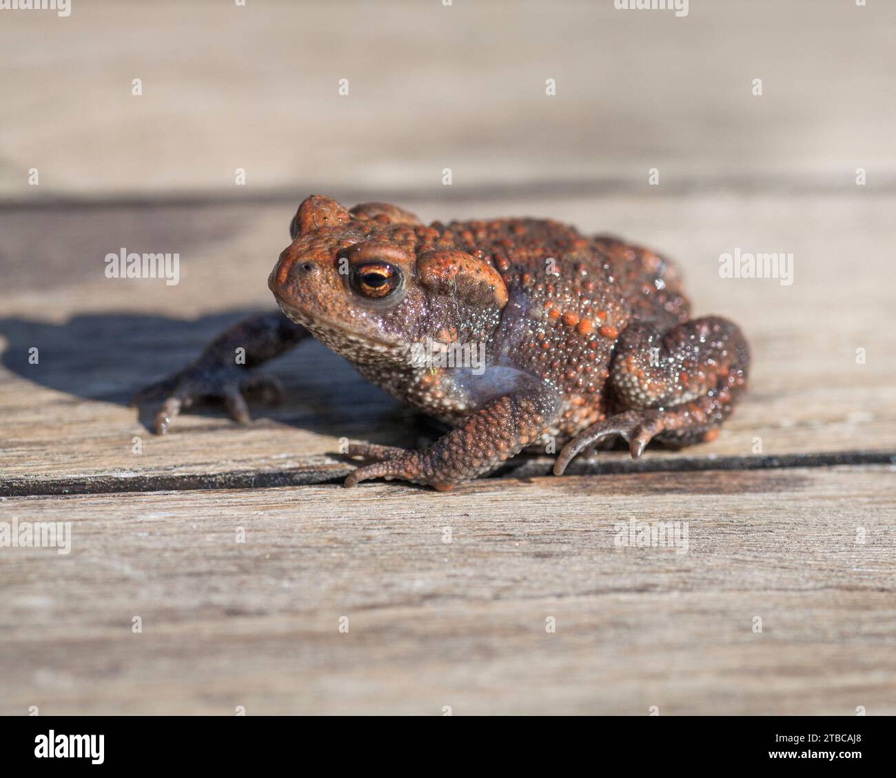 COMMON TOAD Bufo Bufo Stock Photo - Alamy