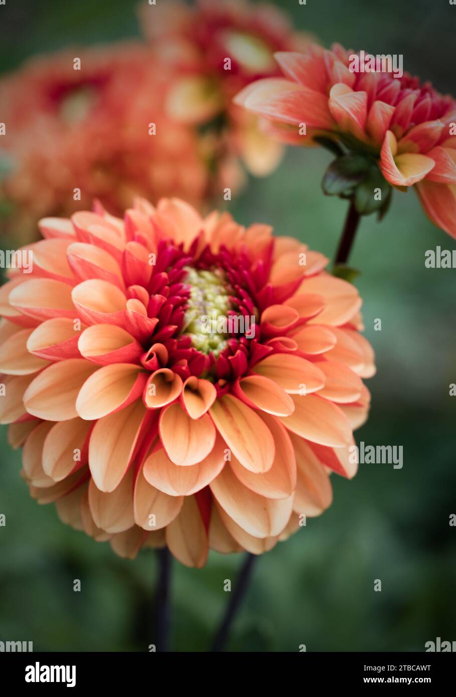Seasonal orange pom pom Dahlias in full bloom at 'Dahlia Beach' flower ...