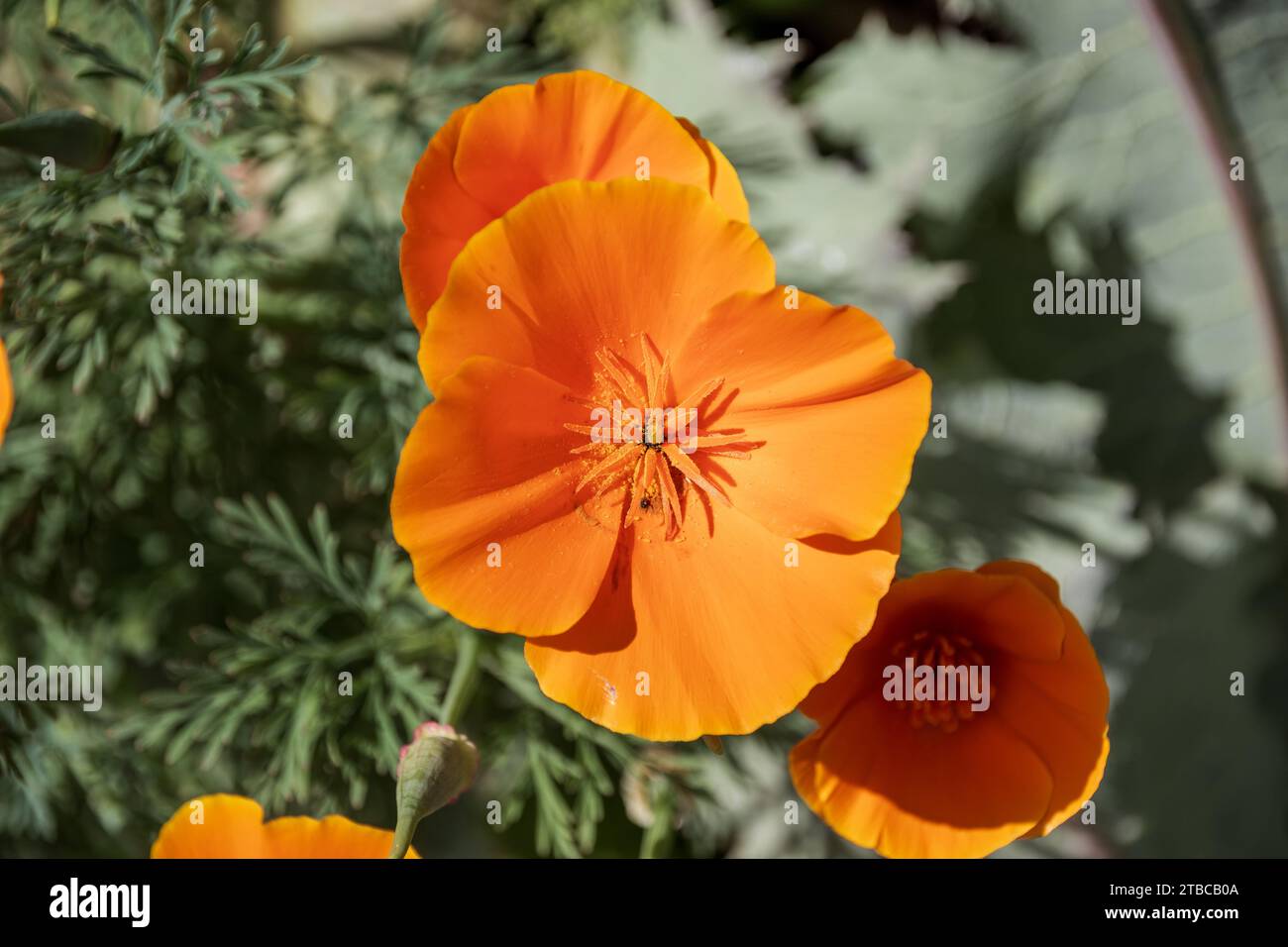 Californian poppies with seeds hi-res stock photography and images - Alamy