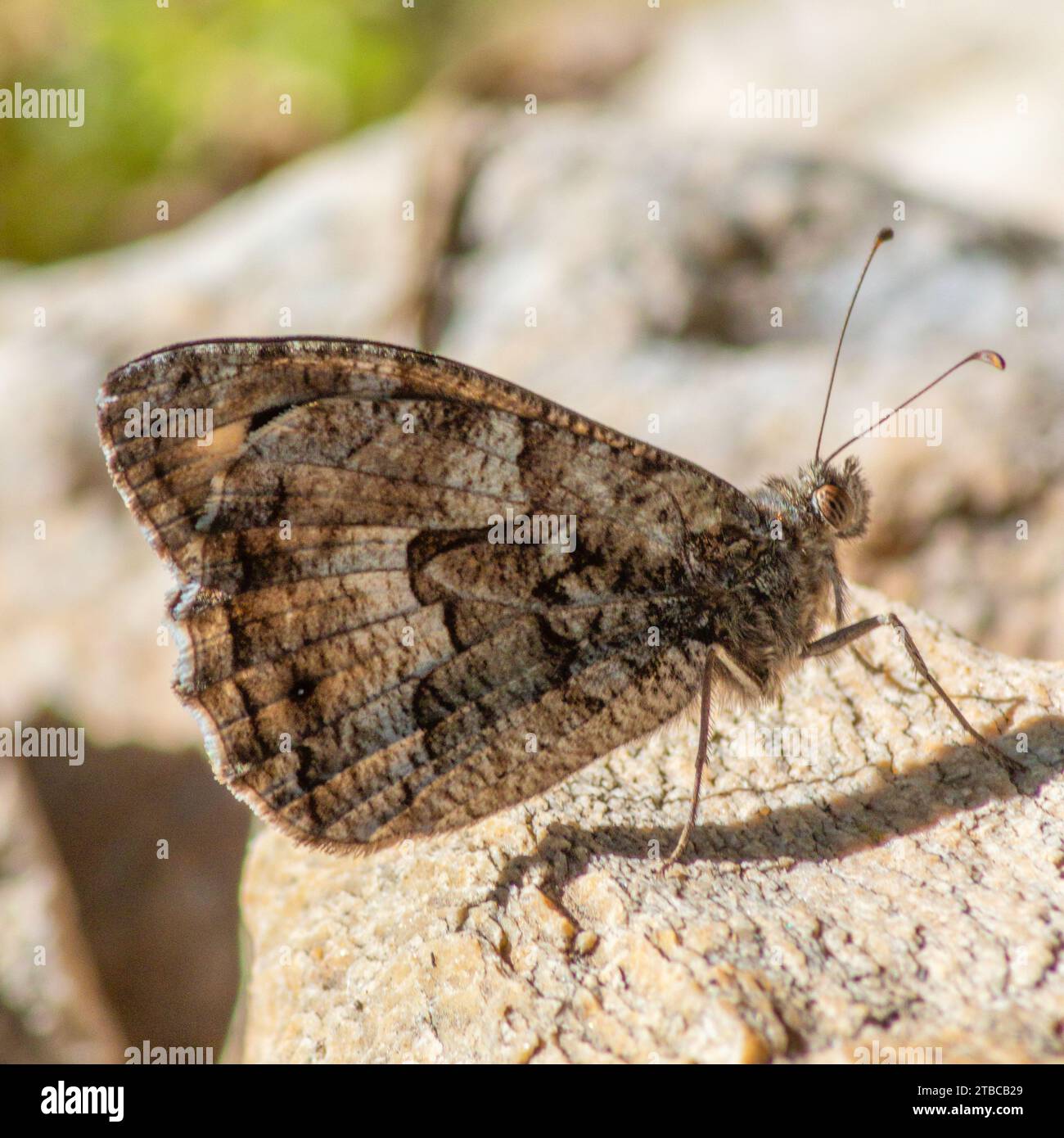 Hipparchia semele, Common Grayling Butterfly Stock Photo - Alamy
