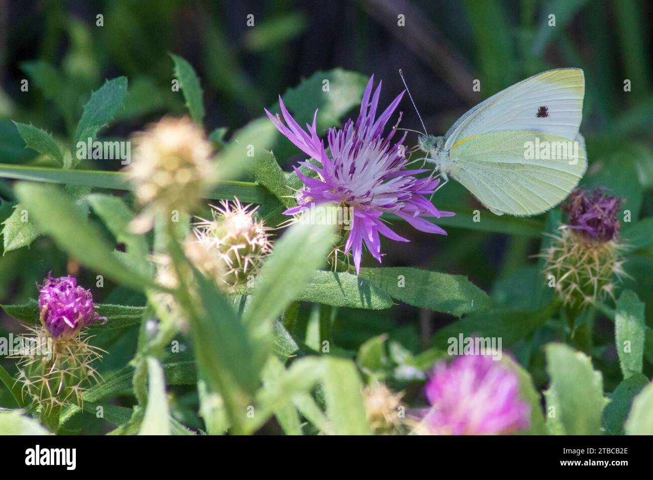 Pieris rapae pieridae hi-res stock photography and images - Alamy