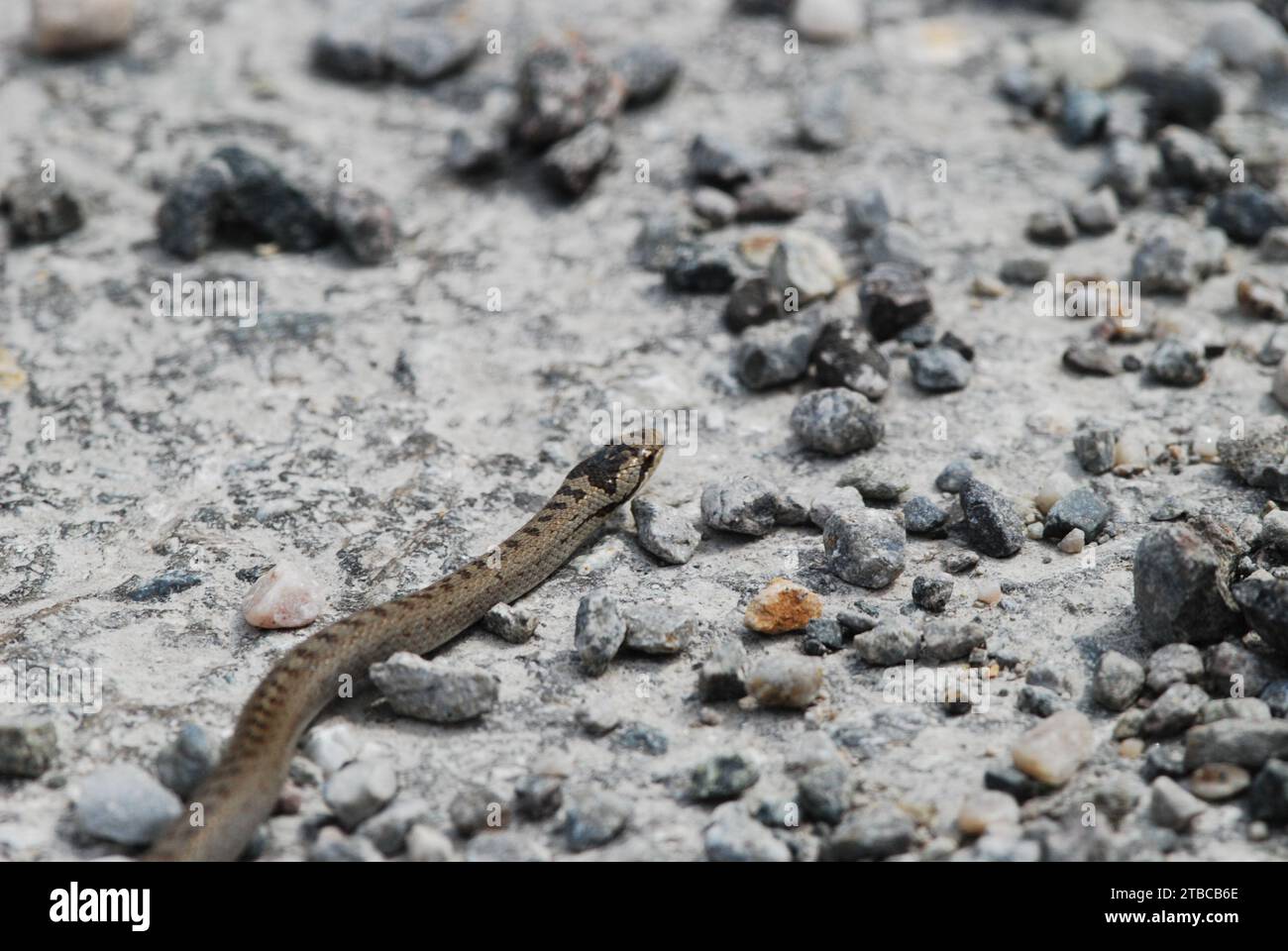 Smooth snake corolla austriaca on the road Stock Photo - Alamy