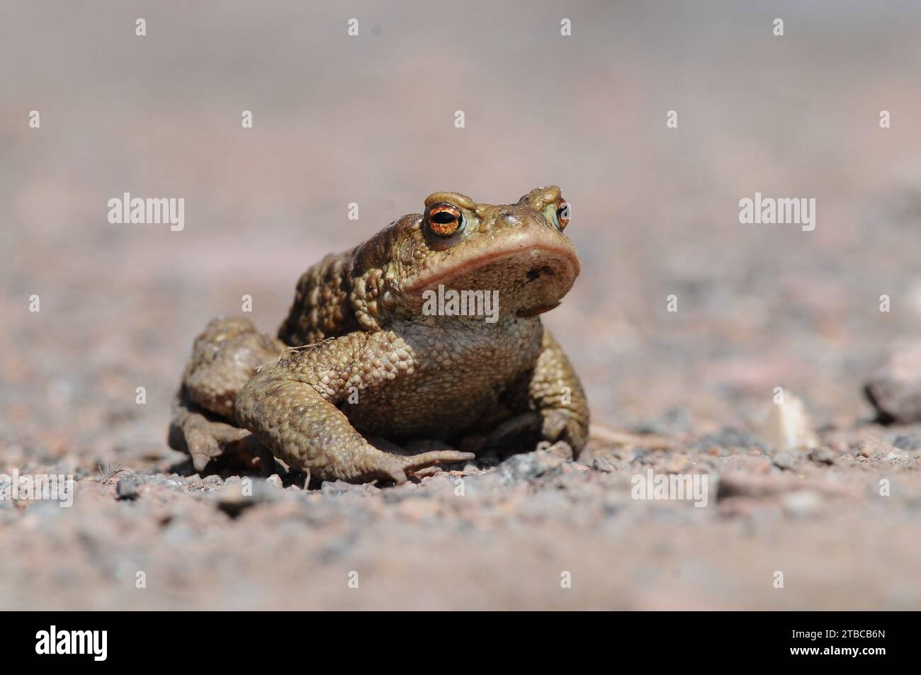 Nordpadde hi-res stock photography and images - Alamy