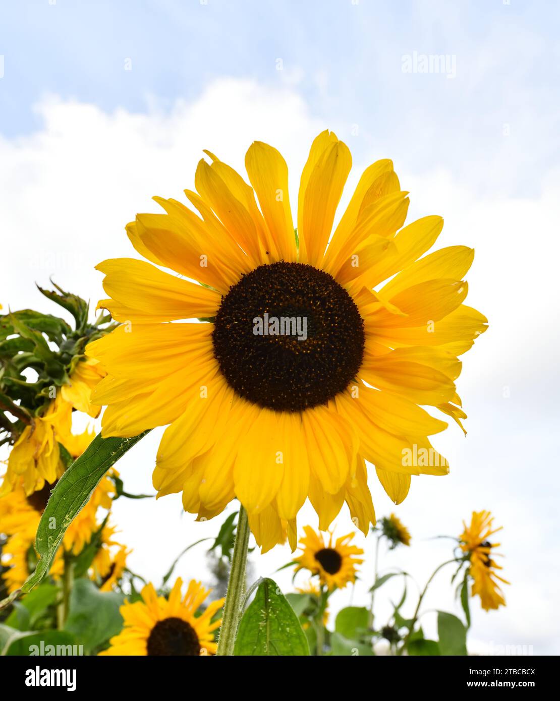 Close up of large yellow sunflower head Stock Photo - Alamy