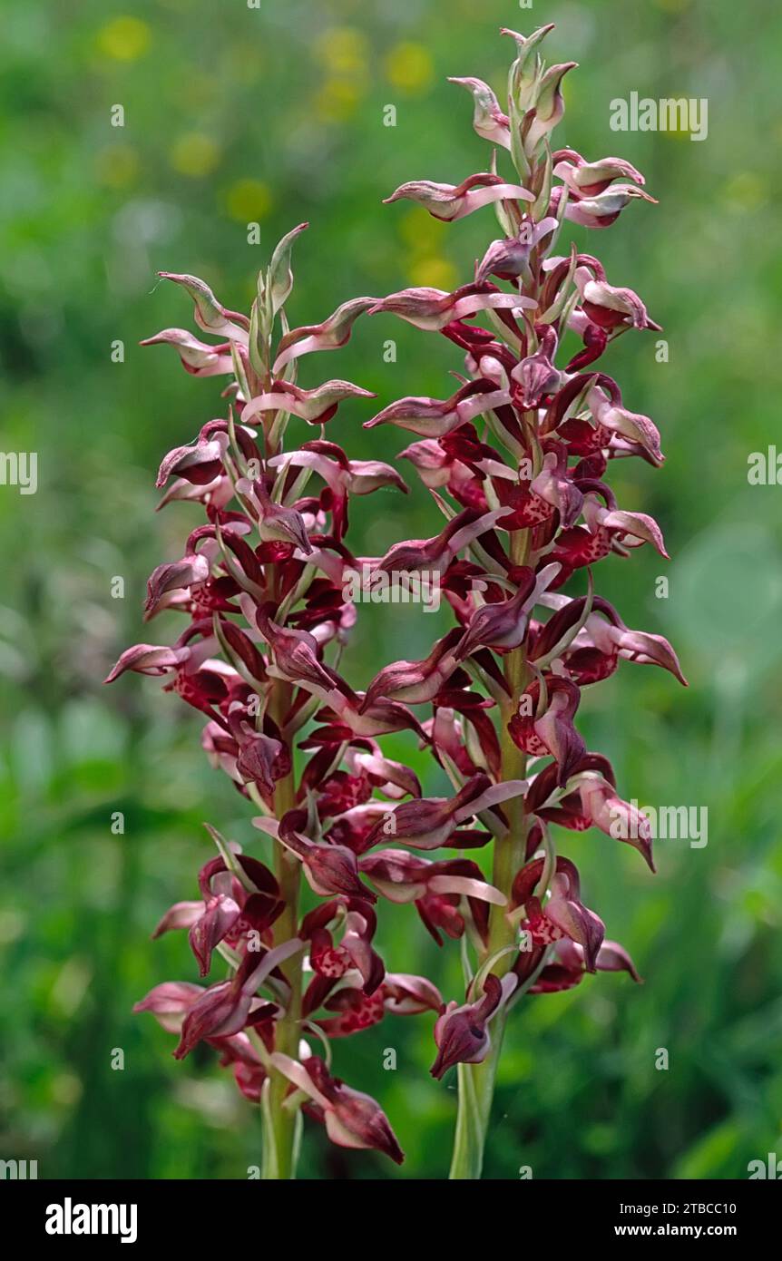 Anacamptis fragrans (= Orchis coriophora subsp. fragrans), Orchidaceae ...