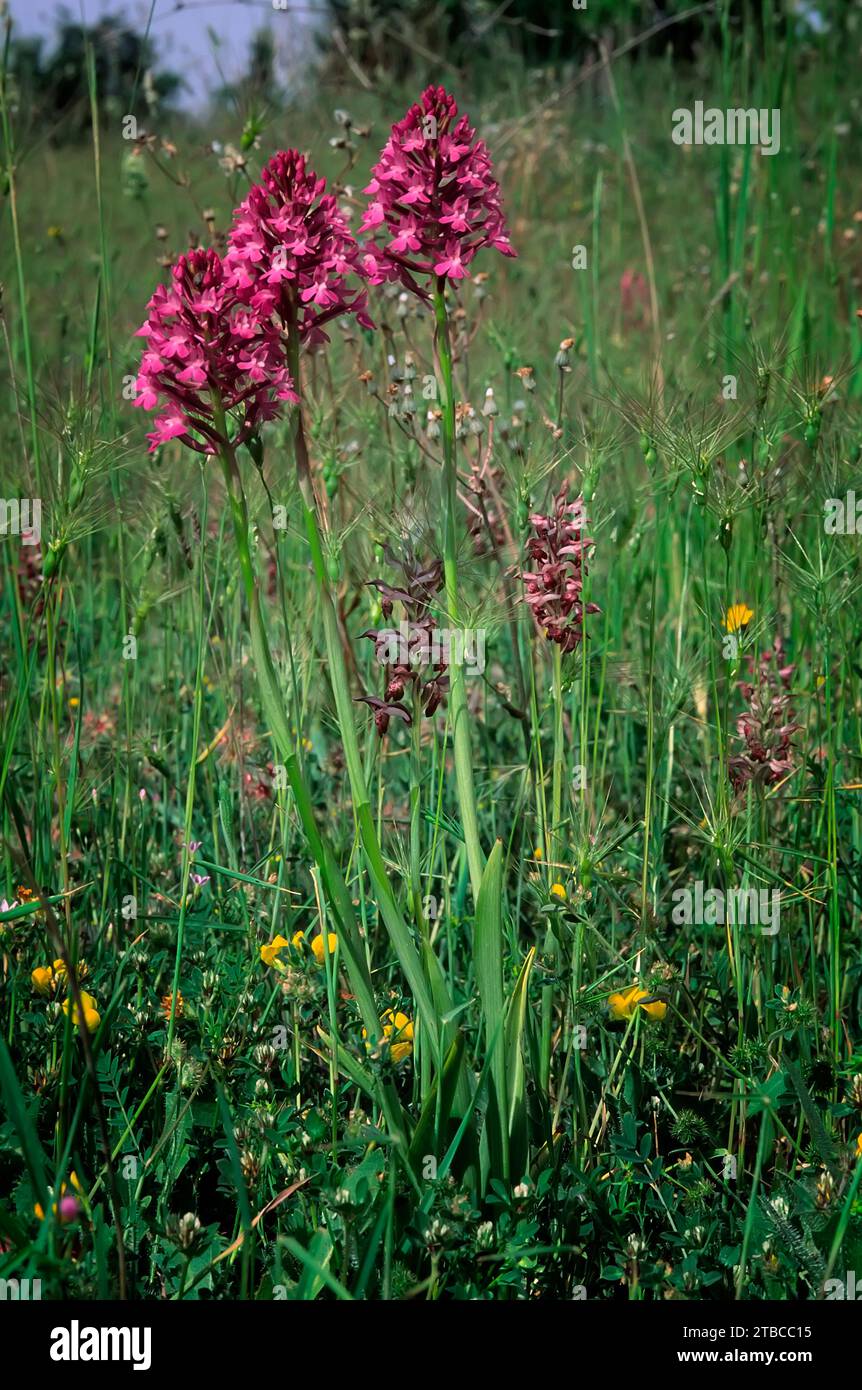 Anacamptis berica, Orchidaceae. Wild european orchid. rare plant. Italy ...