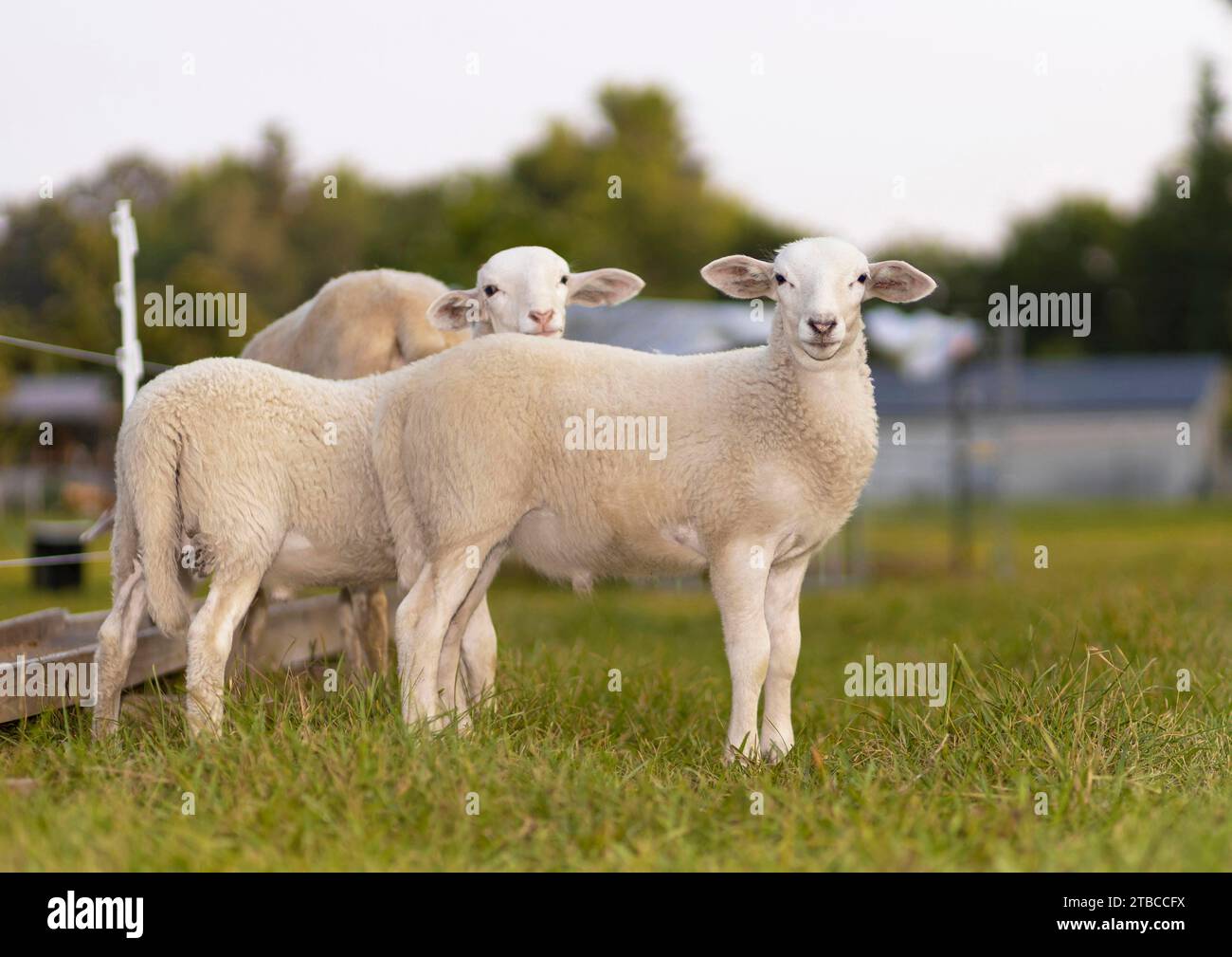 Katahdin sheep lamb twins on a green pasture together Stock Photo - Alamy
