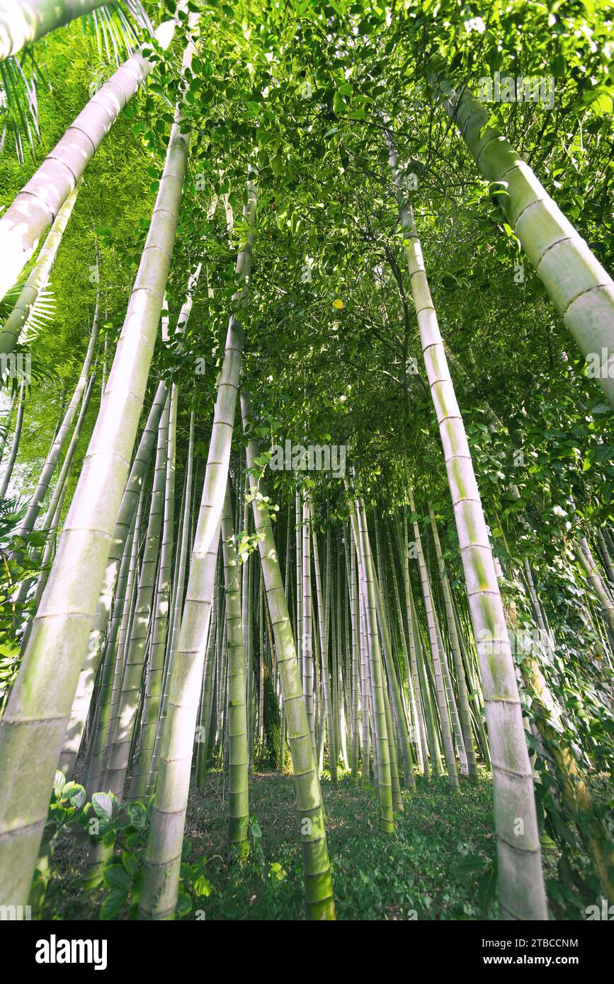 Sunny bamboo forest hi-res stock photography and images - Alamy